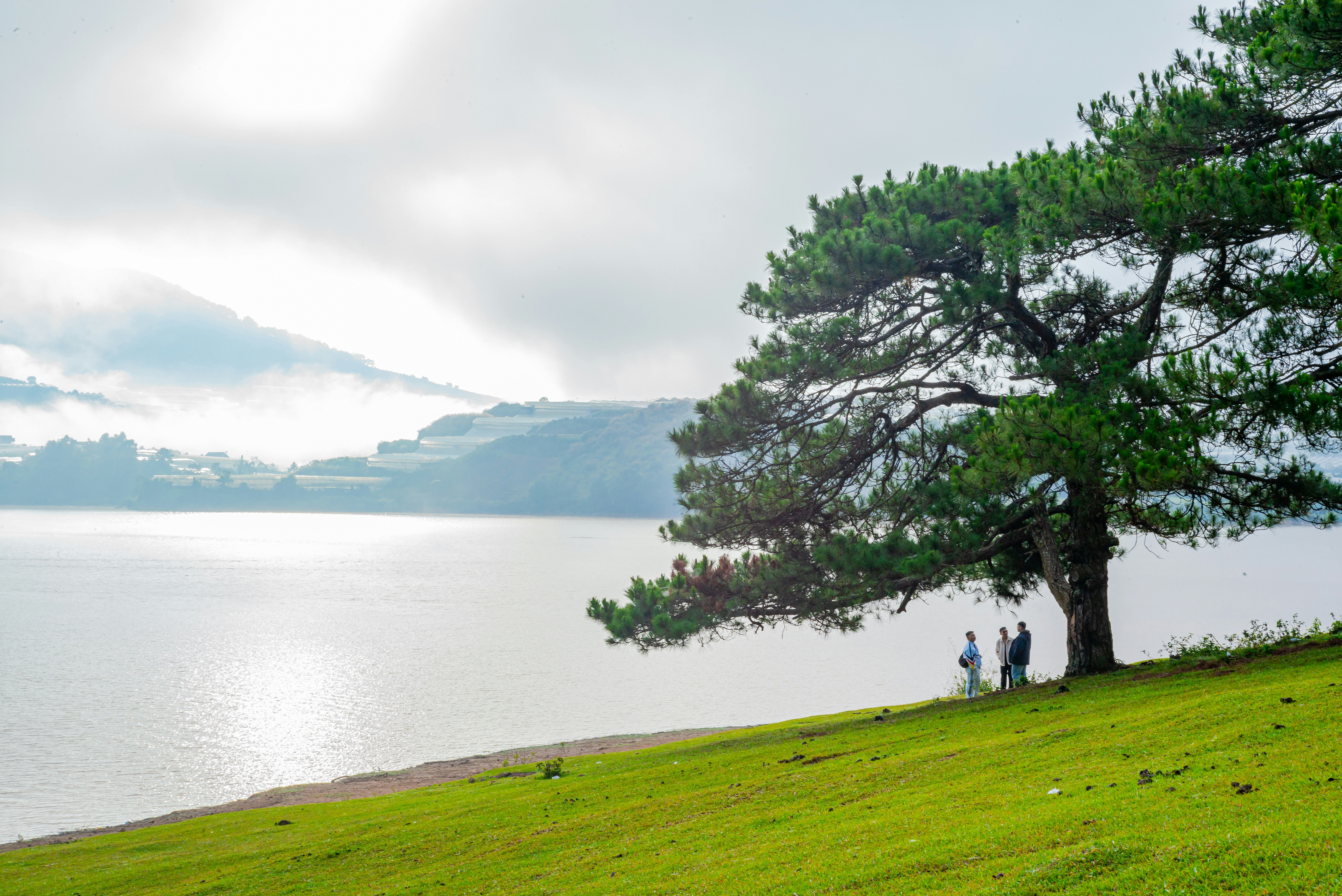Lone Pine at the Edge: People Beneath a Spreading Branch over the Quiet Shore