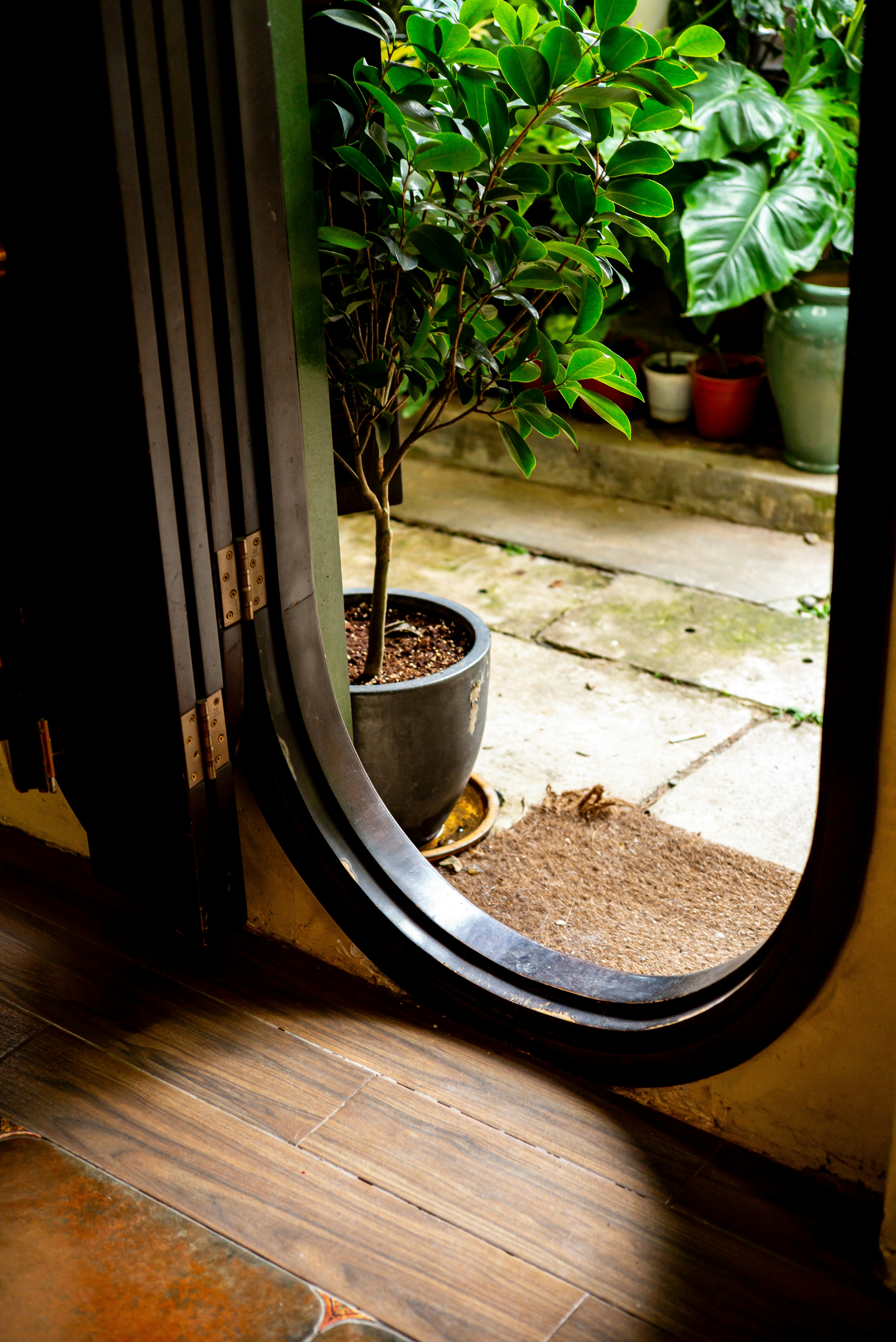 Doorway to greenery: a potted plant frames the courtyard beyond