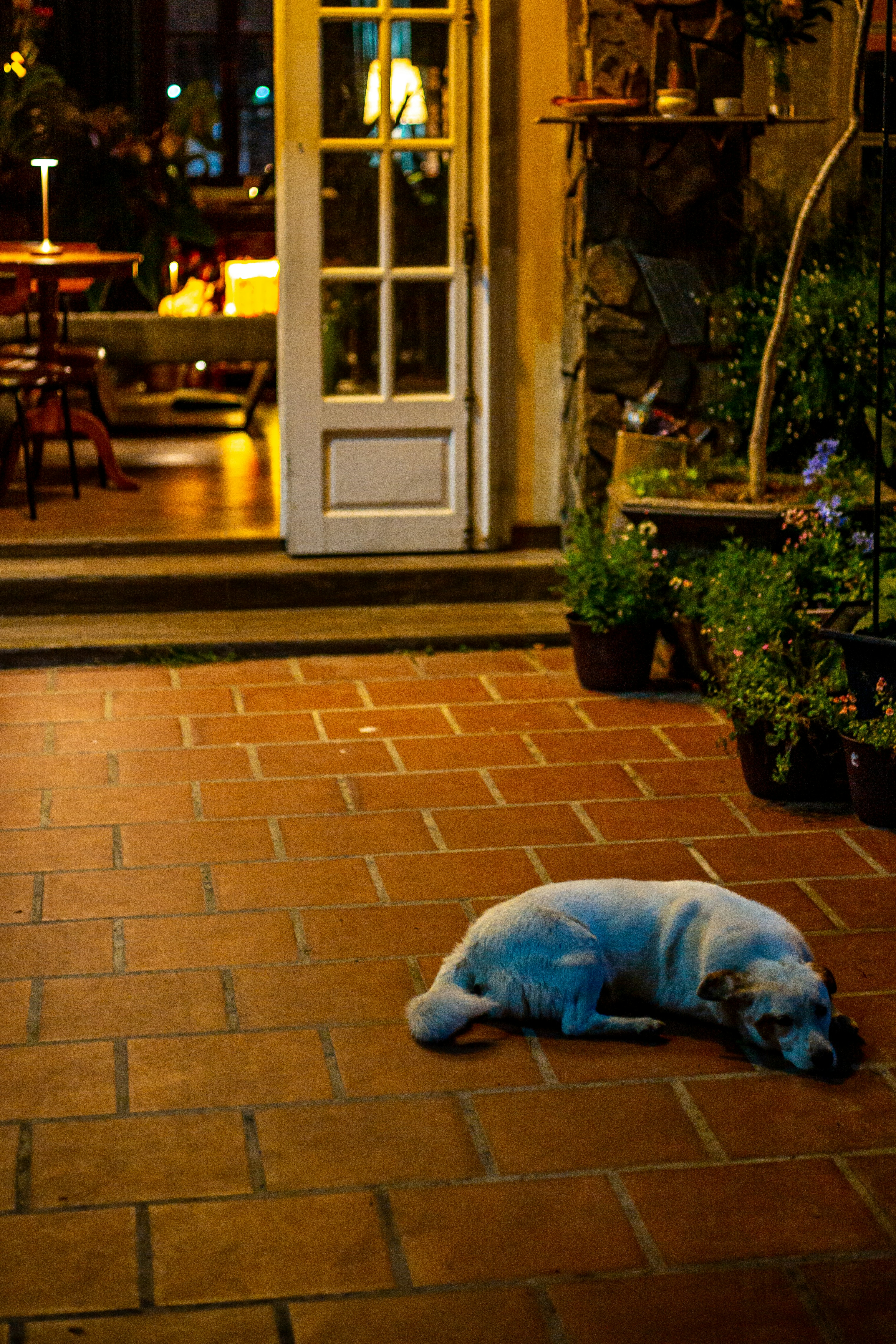 Slumber Between Tiles: A Quiet Night at the Café Doorstep