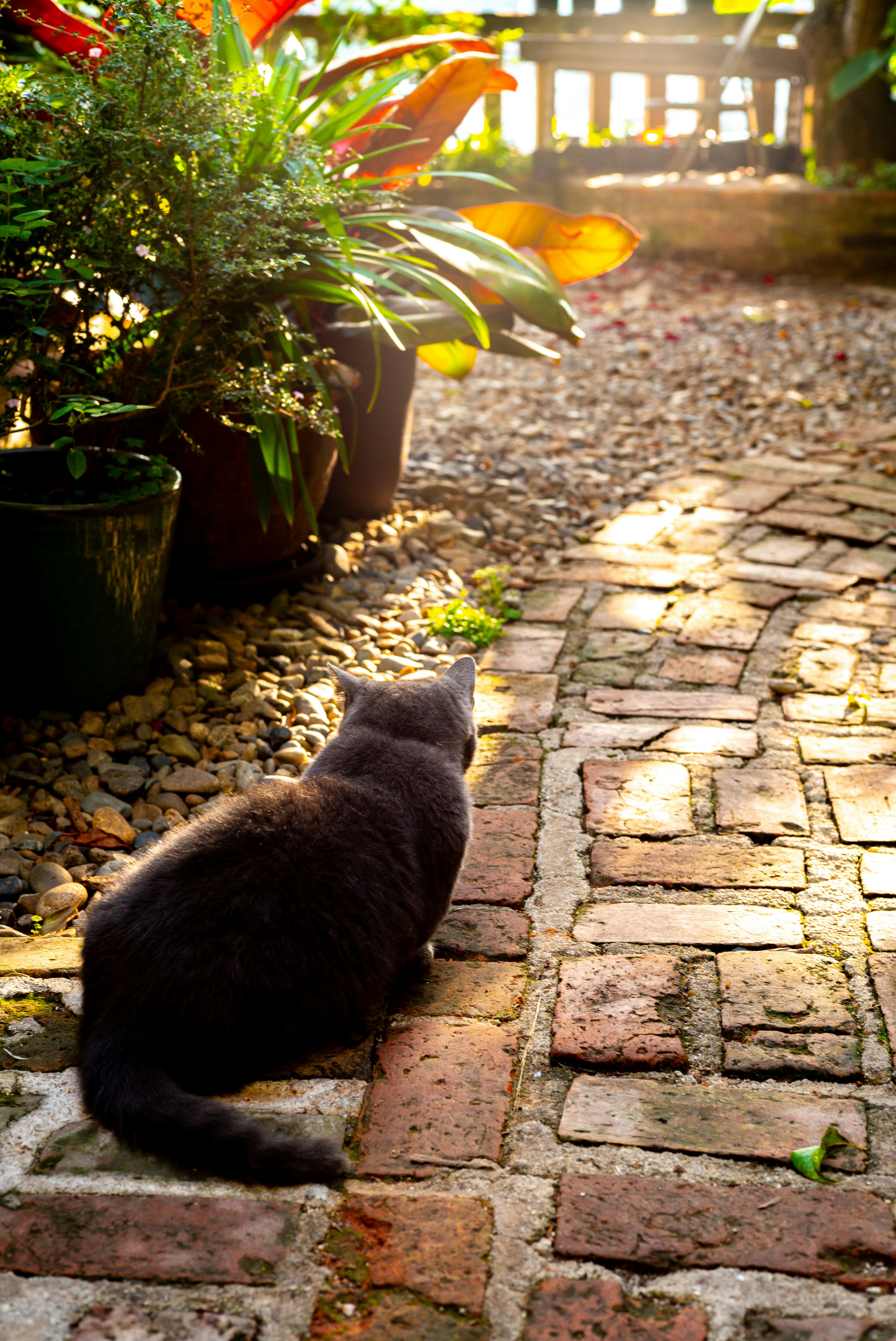 Sunlit Terrace Stroll: A Black Cat on the Brick Path