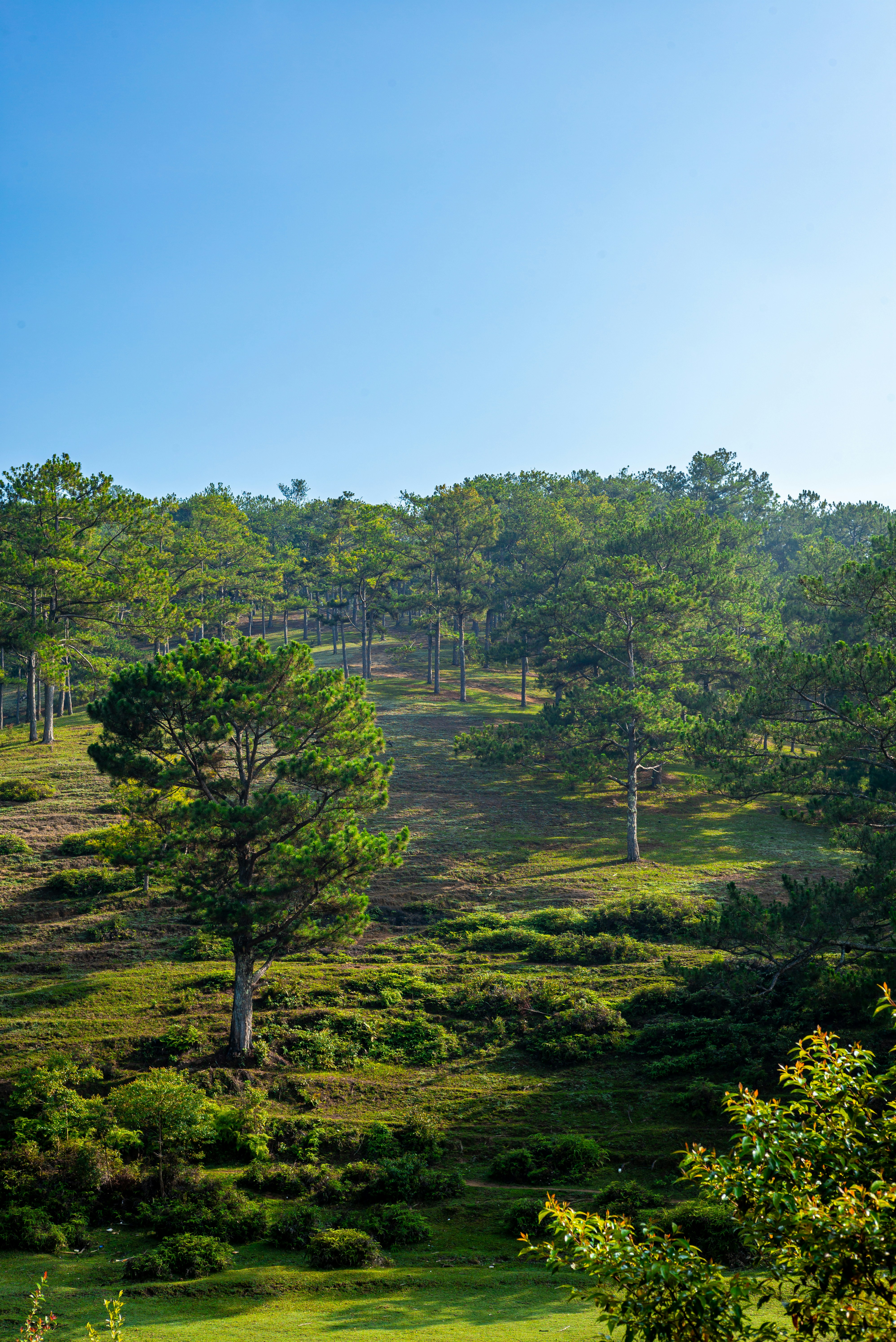 Sunlit Pines on a gentle hillside