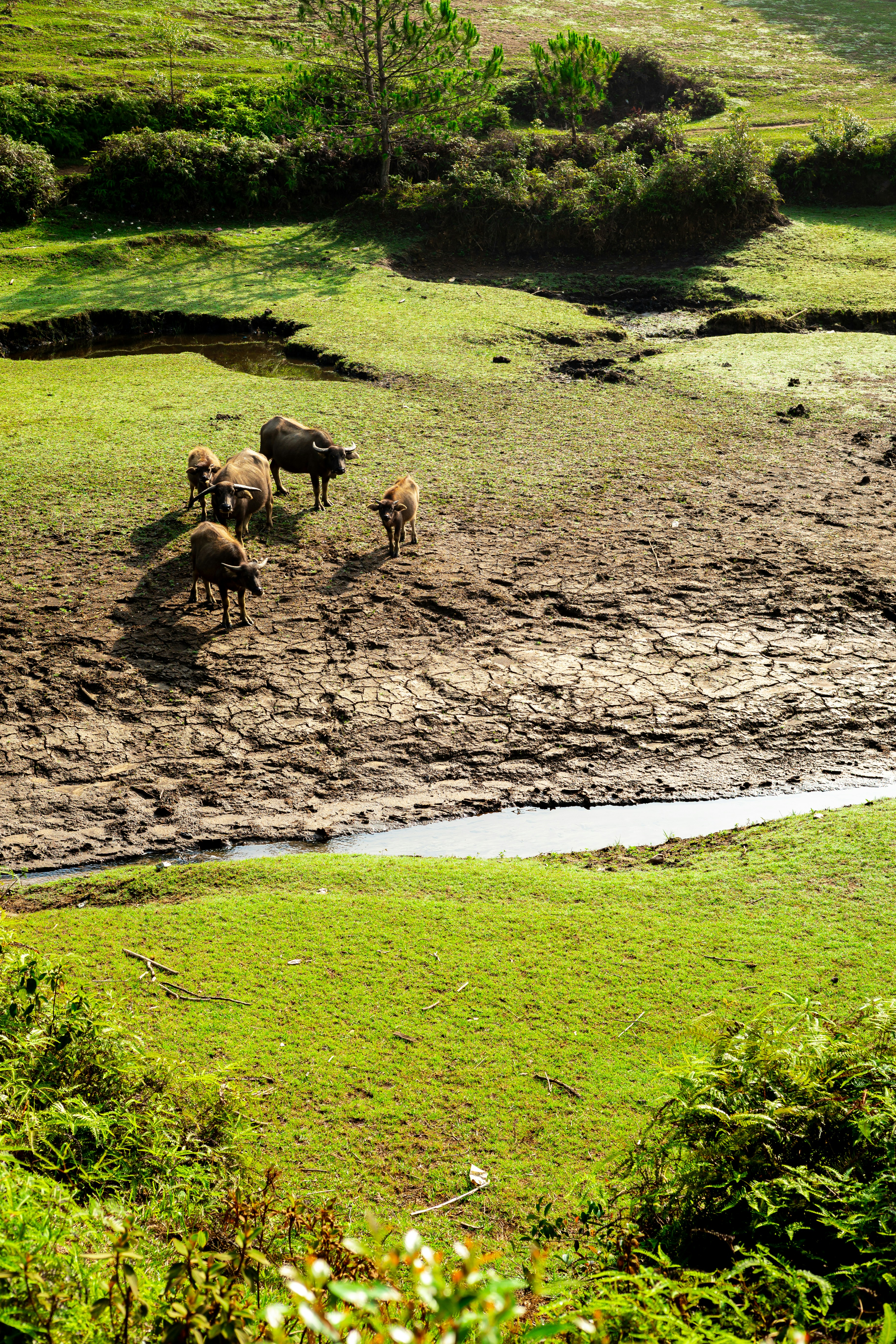 Herbivores by the Parched Shore