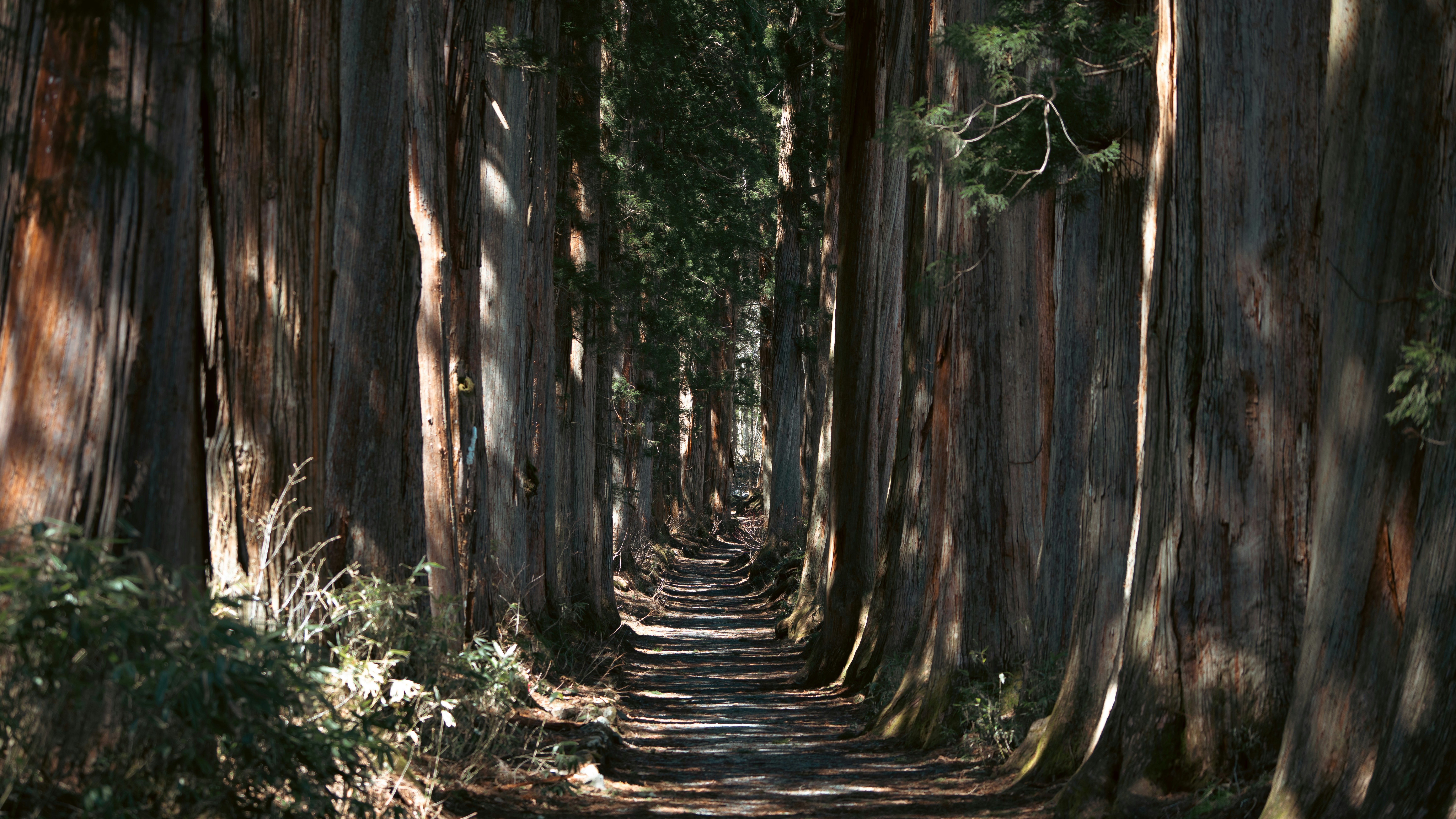 Ancient Redwood Corridor: A Sunlit Path Through Giants