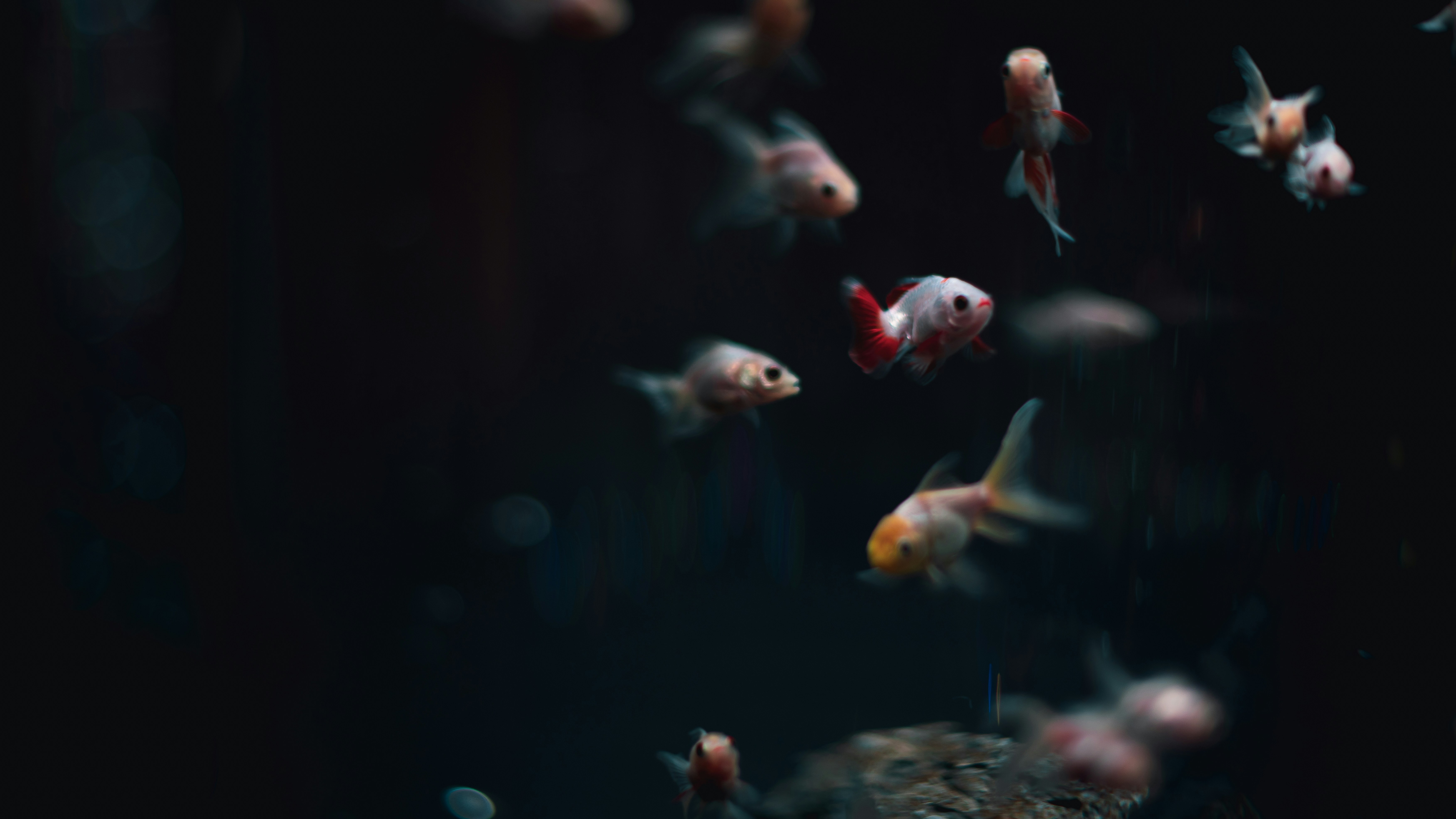 Mid-water Goldfish Drift in a Dark Aquarium