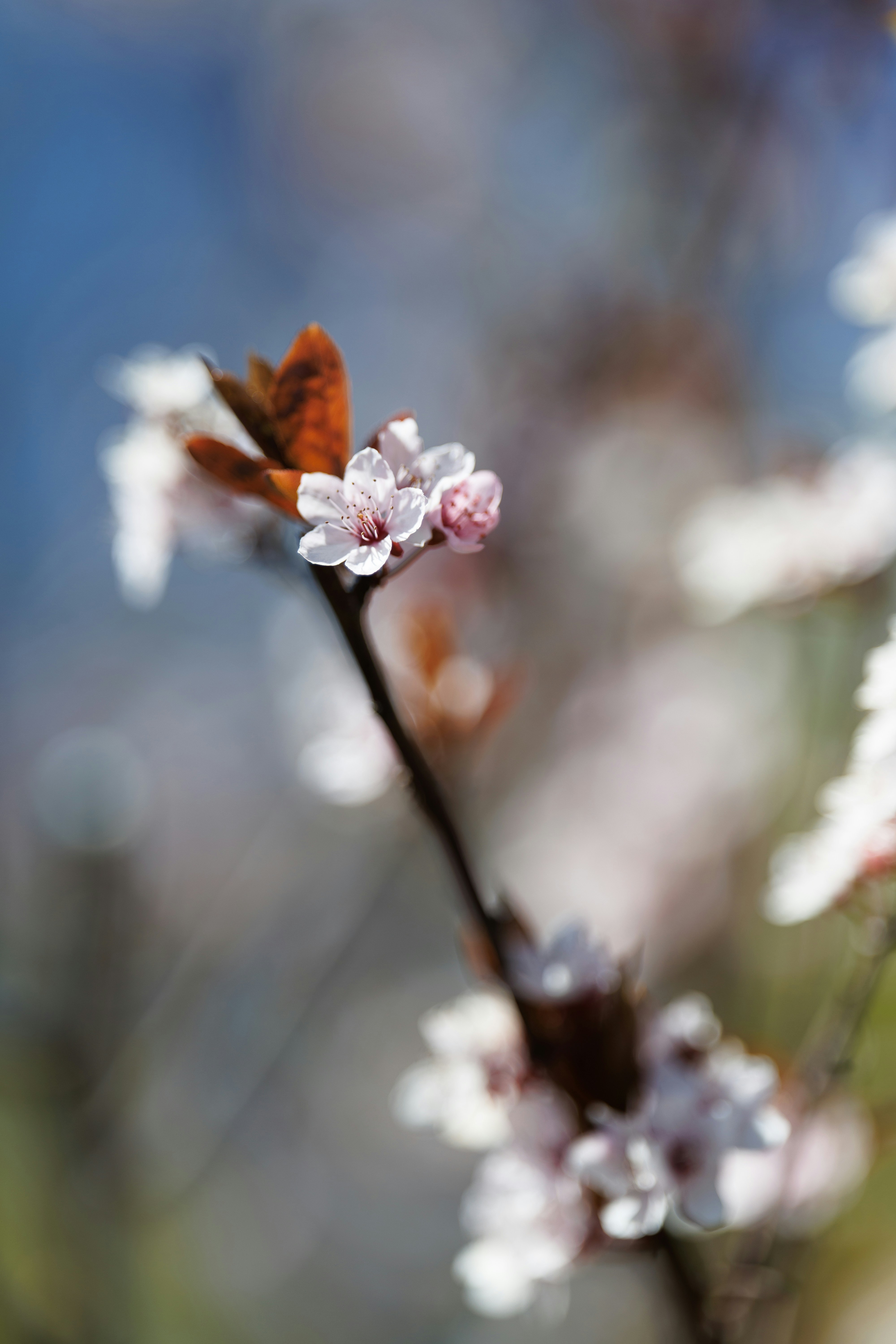 Blossoms in a Soft Blur: A Delicate Spring Moment