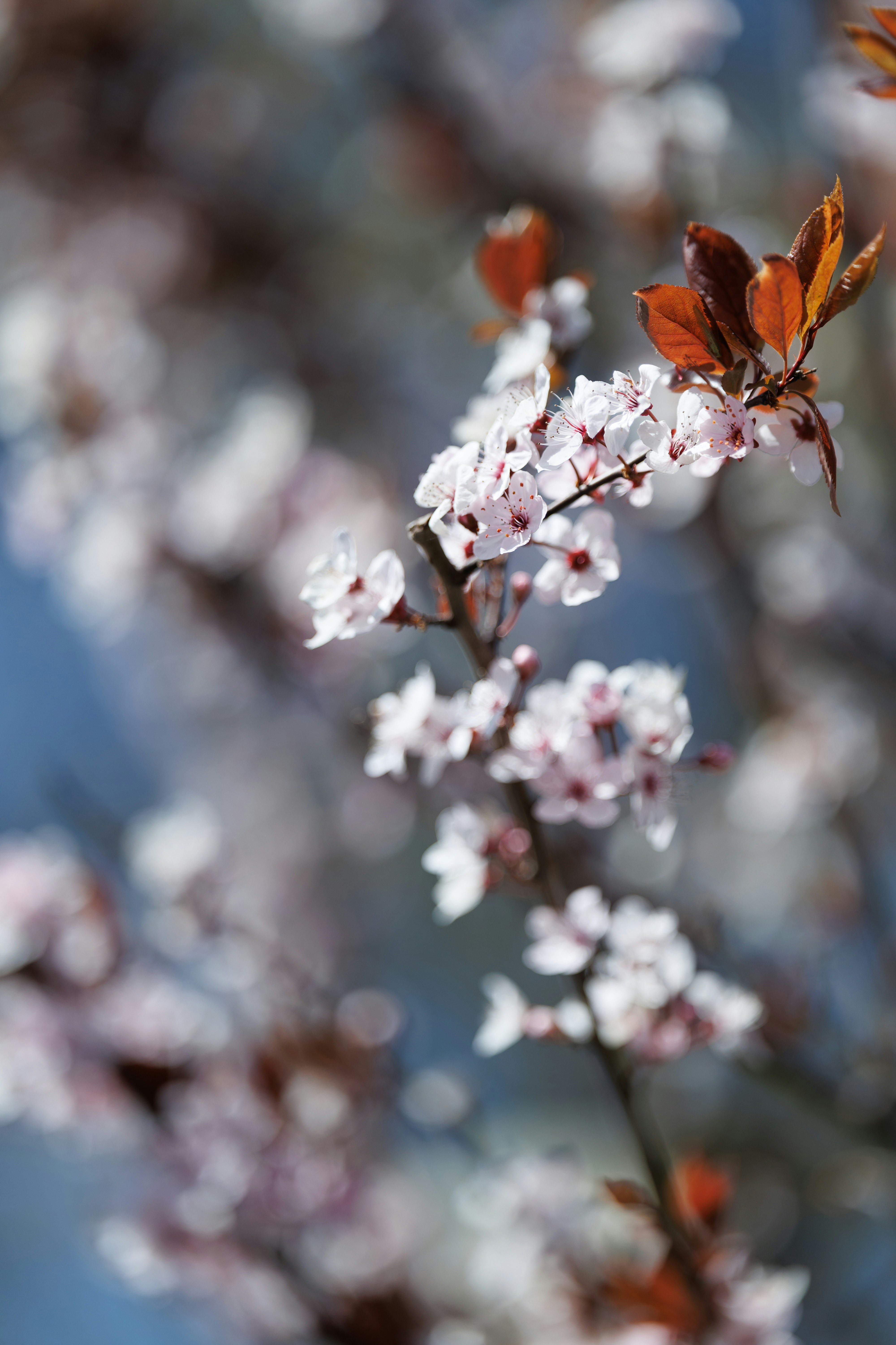 Blossoms in Focus: A Quiet Close-up of Spring's First Light