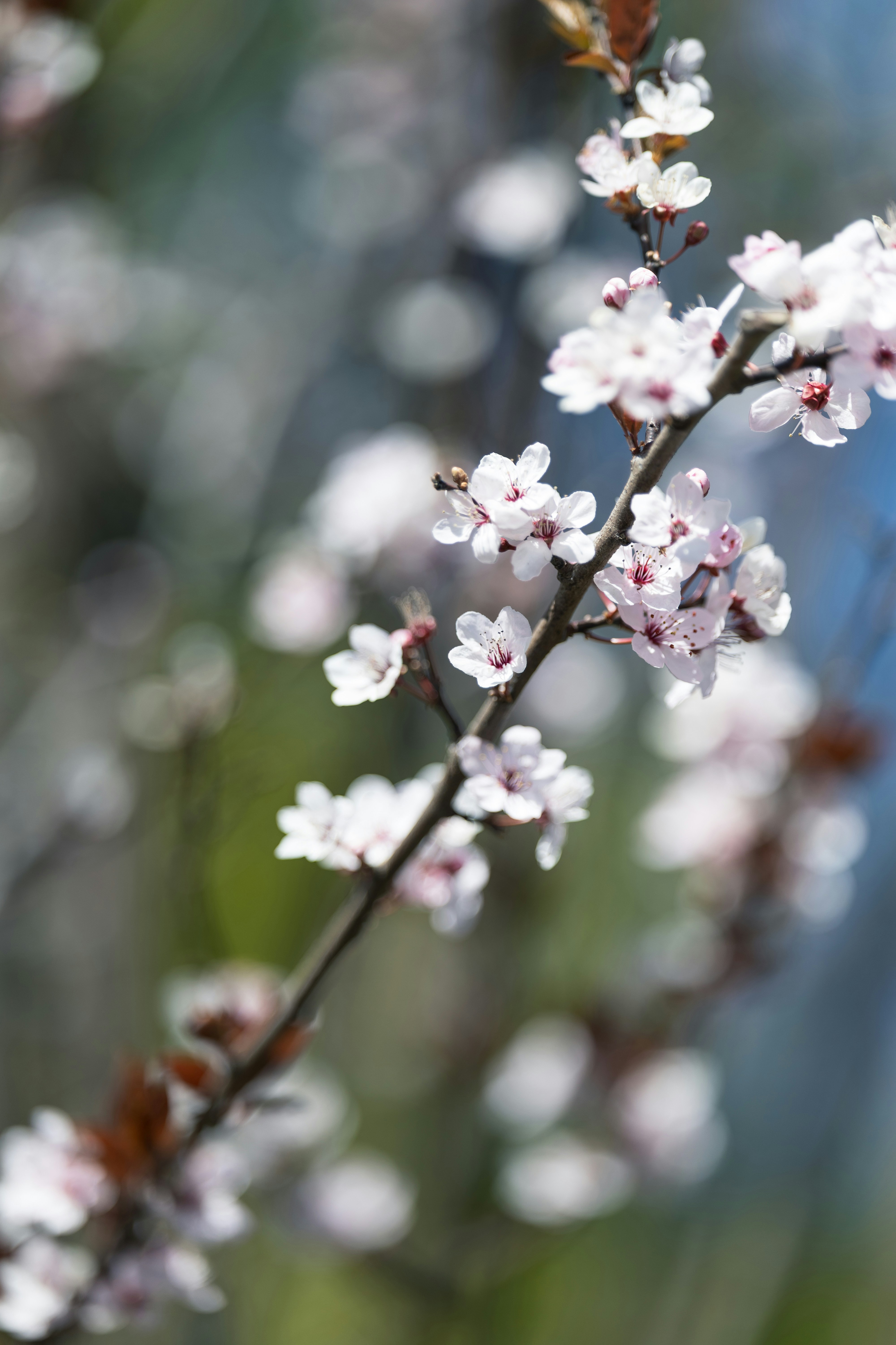 Blossoms on a Slender Branch: Morning Light Through Soft Focus