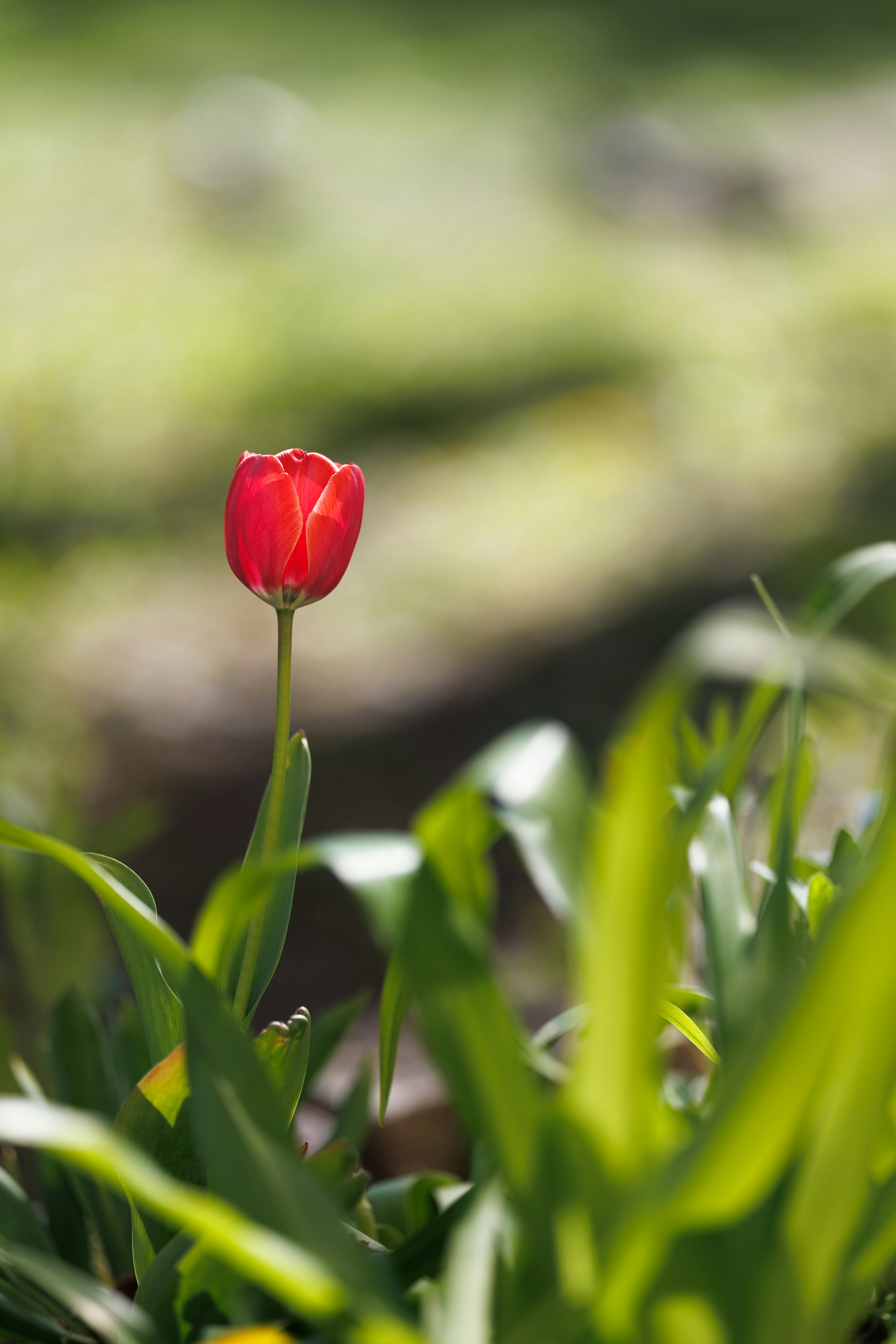 Single Crimson Tulip Reaching Above a Sea of Green