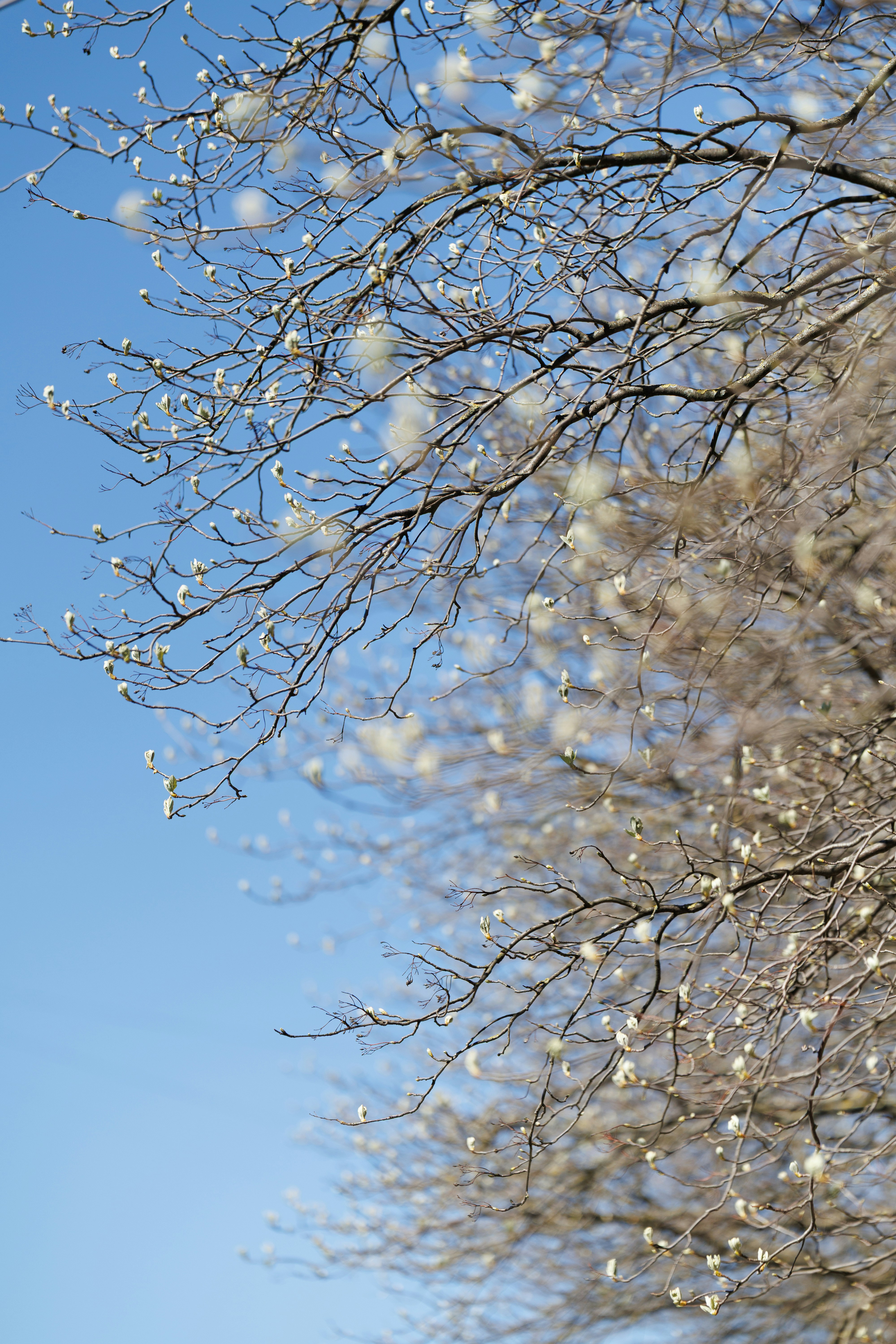 Budding Branches Against a Clear Spring Sky