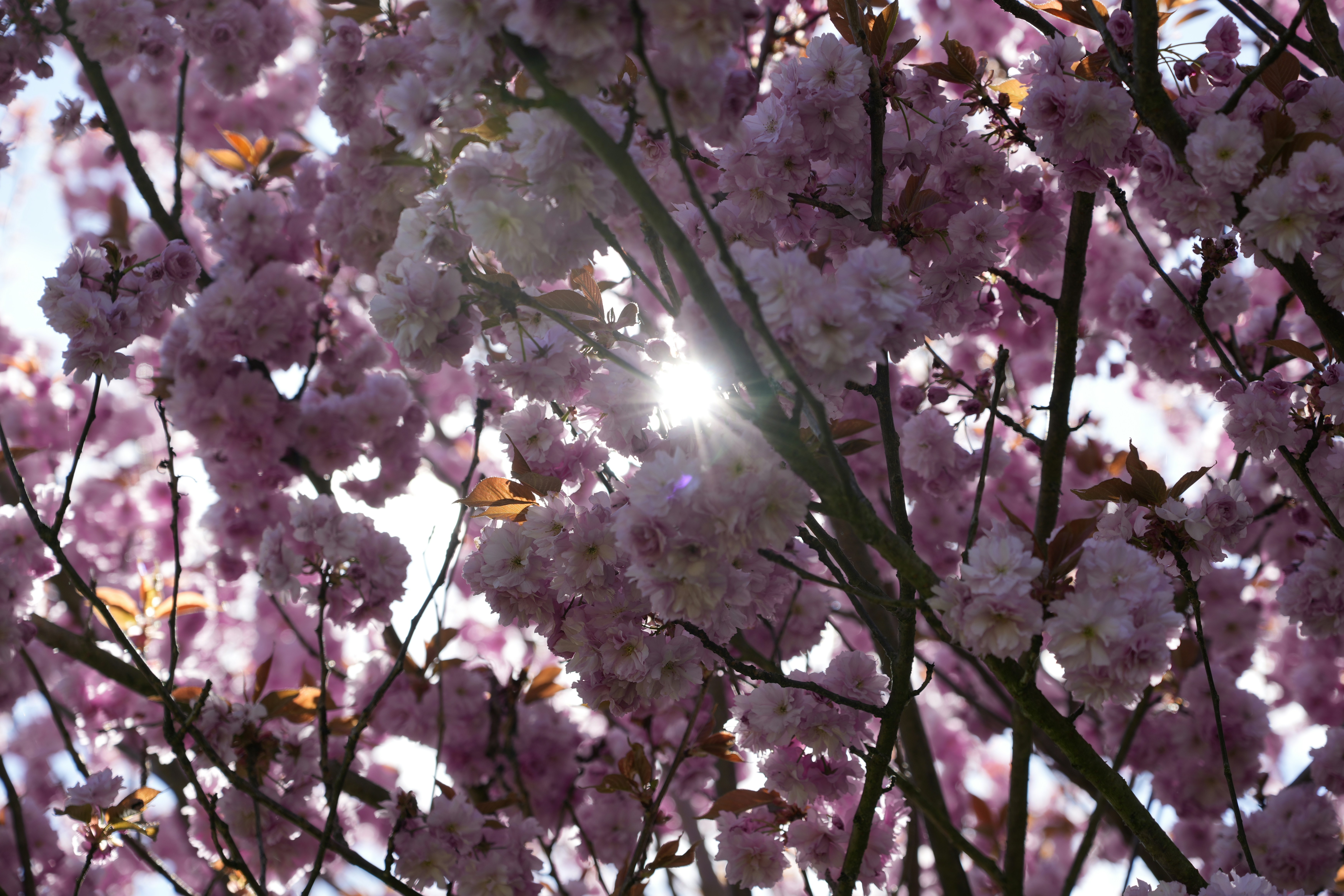 Sunlit Sakura Cascade Through Shaded Branches
