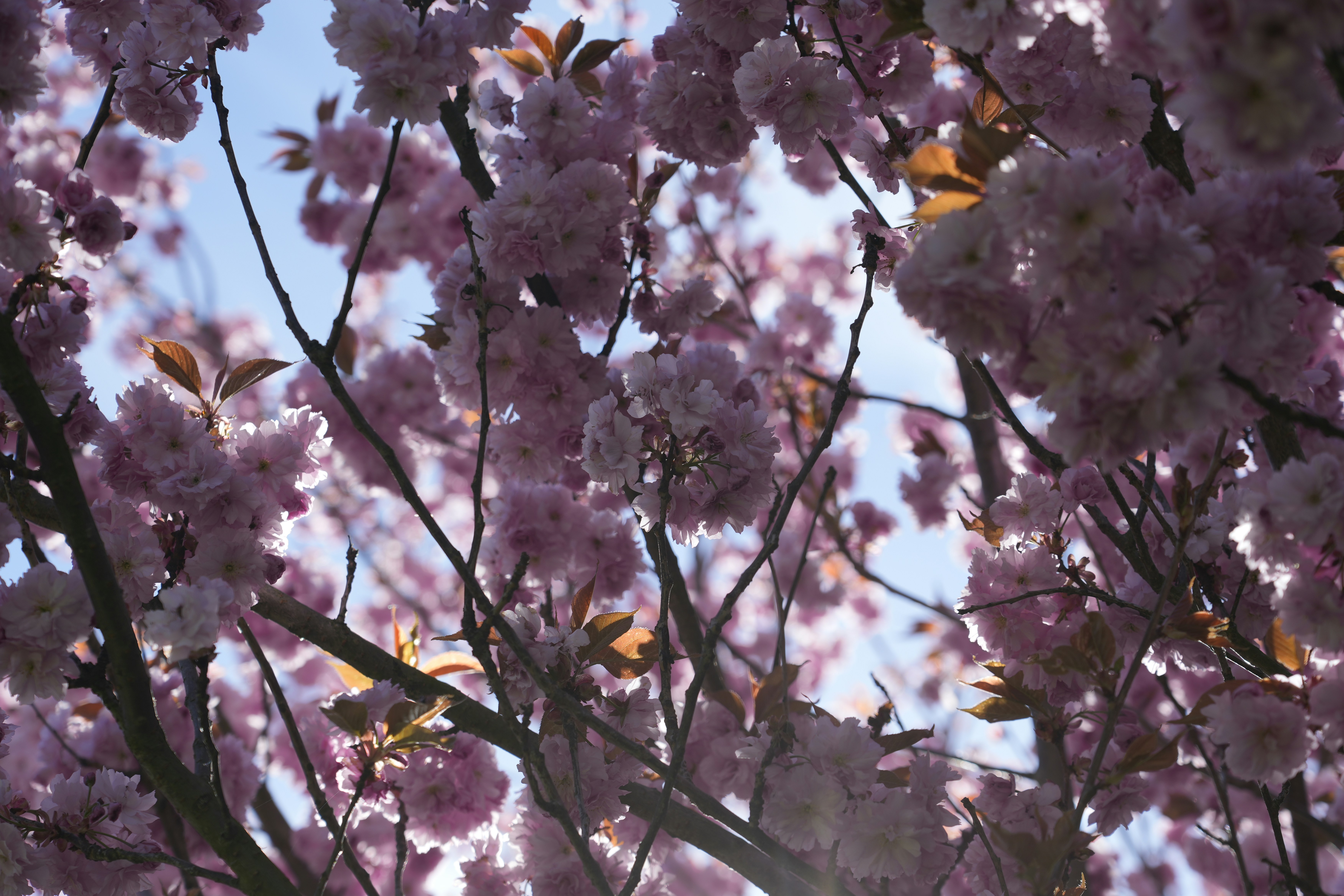 Pink Bloom Burst Through Branches in Late Afternoon Light
