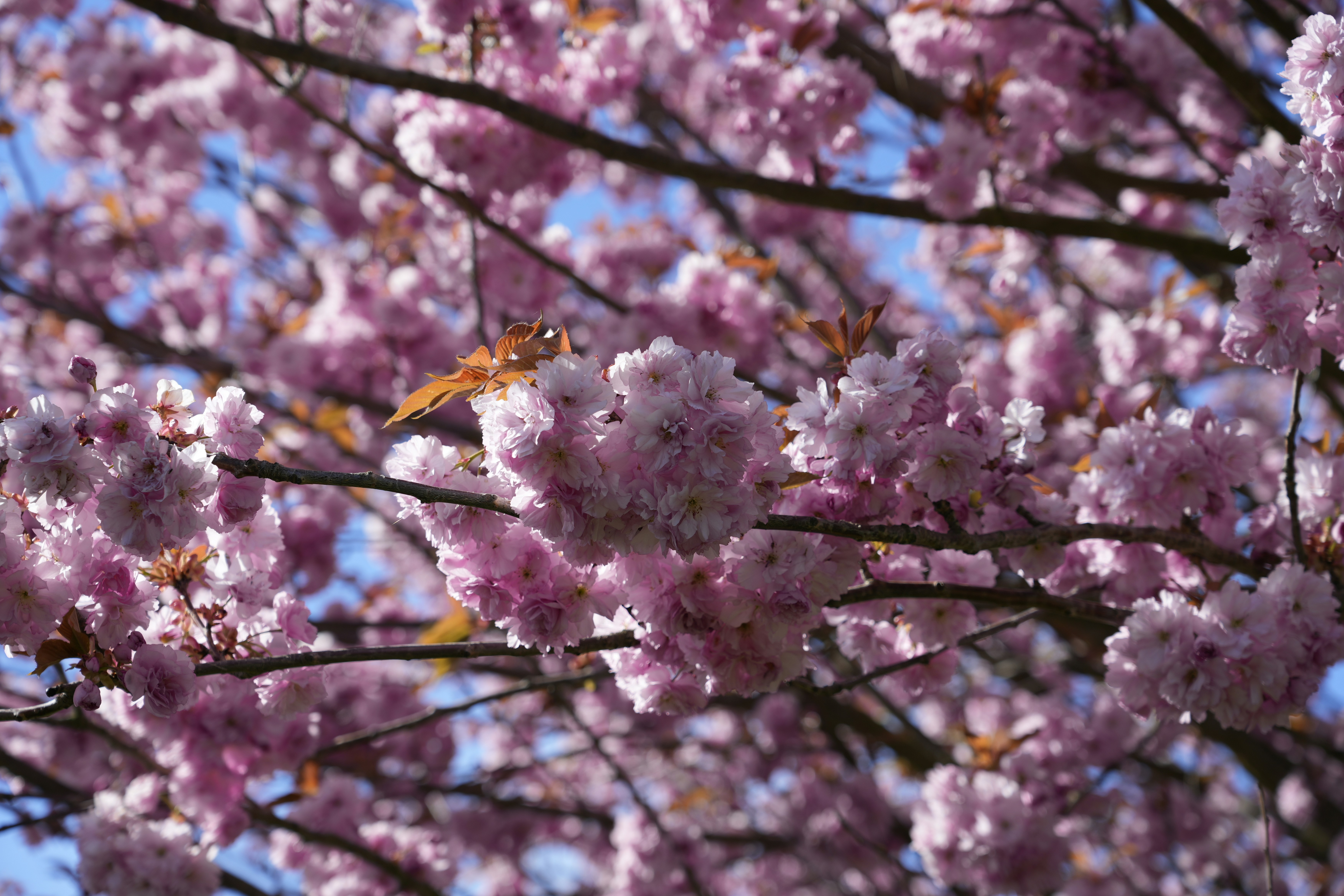 Blossom Crown: Soft Pink Cherry Bursts Against Clear Spring Sky