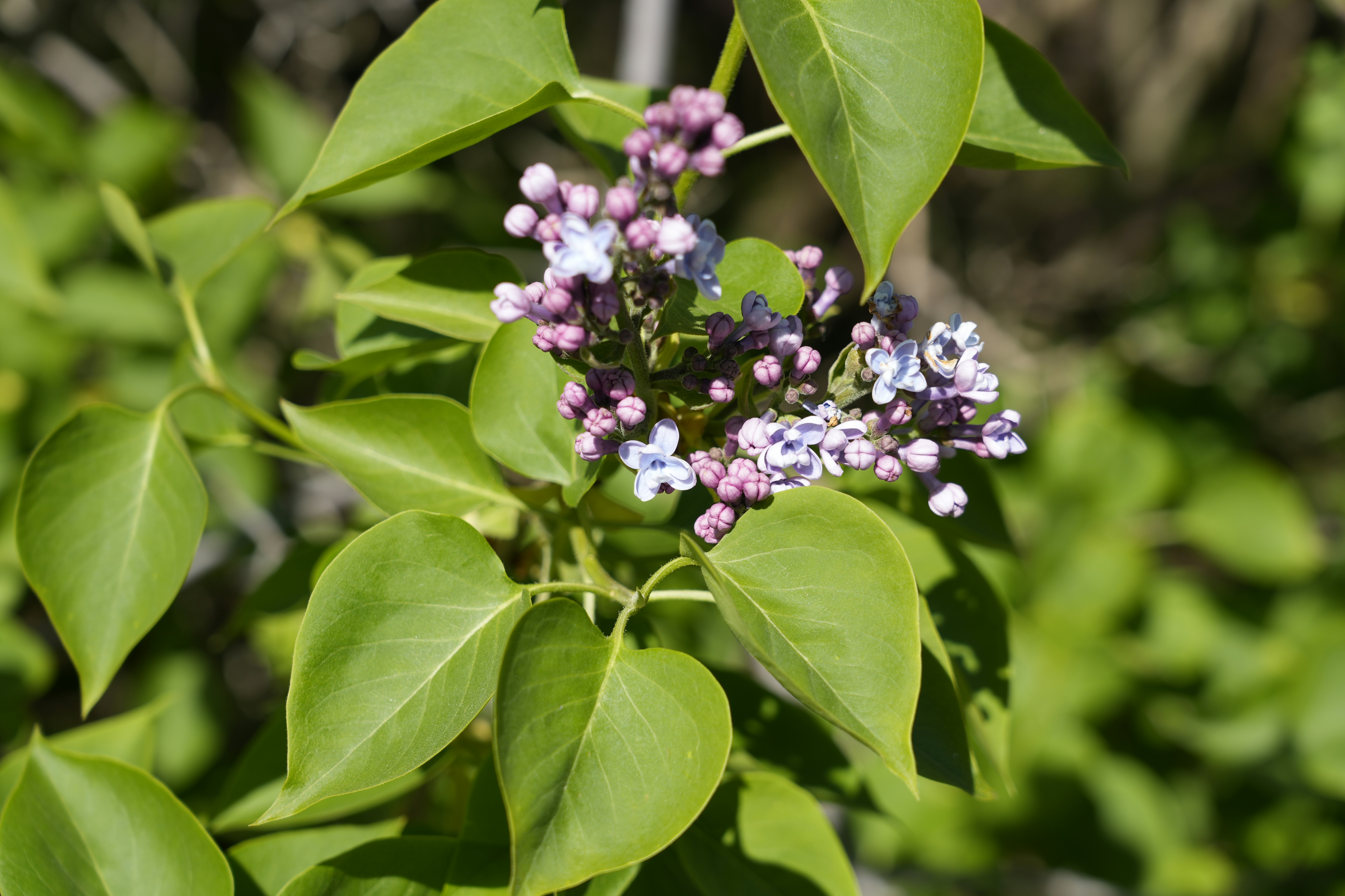 Vivid cluster of lilac blossoms framed by glossy green leaves