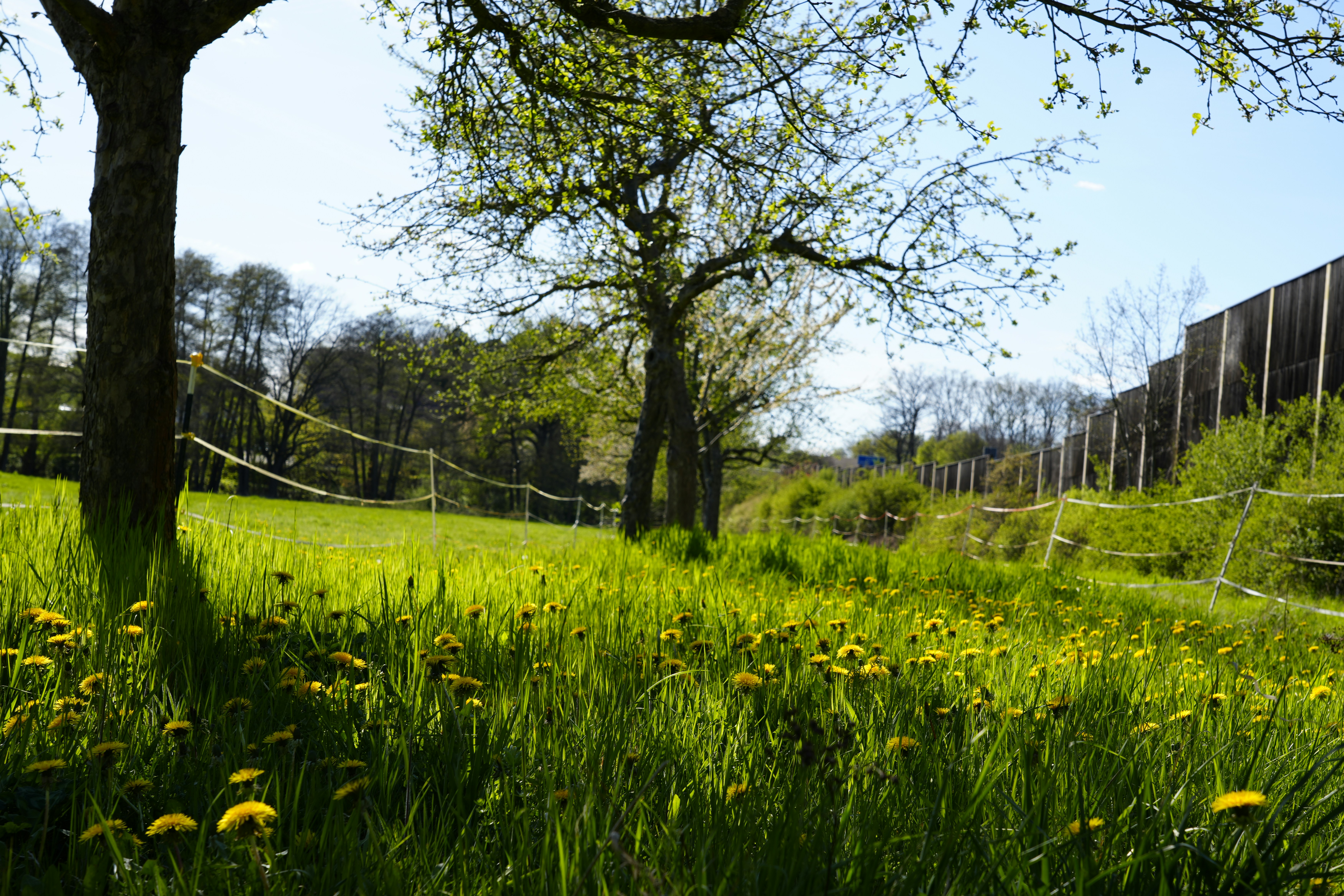 Sunlit Meadow with Dandelions and Distant Trees