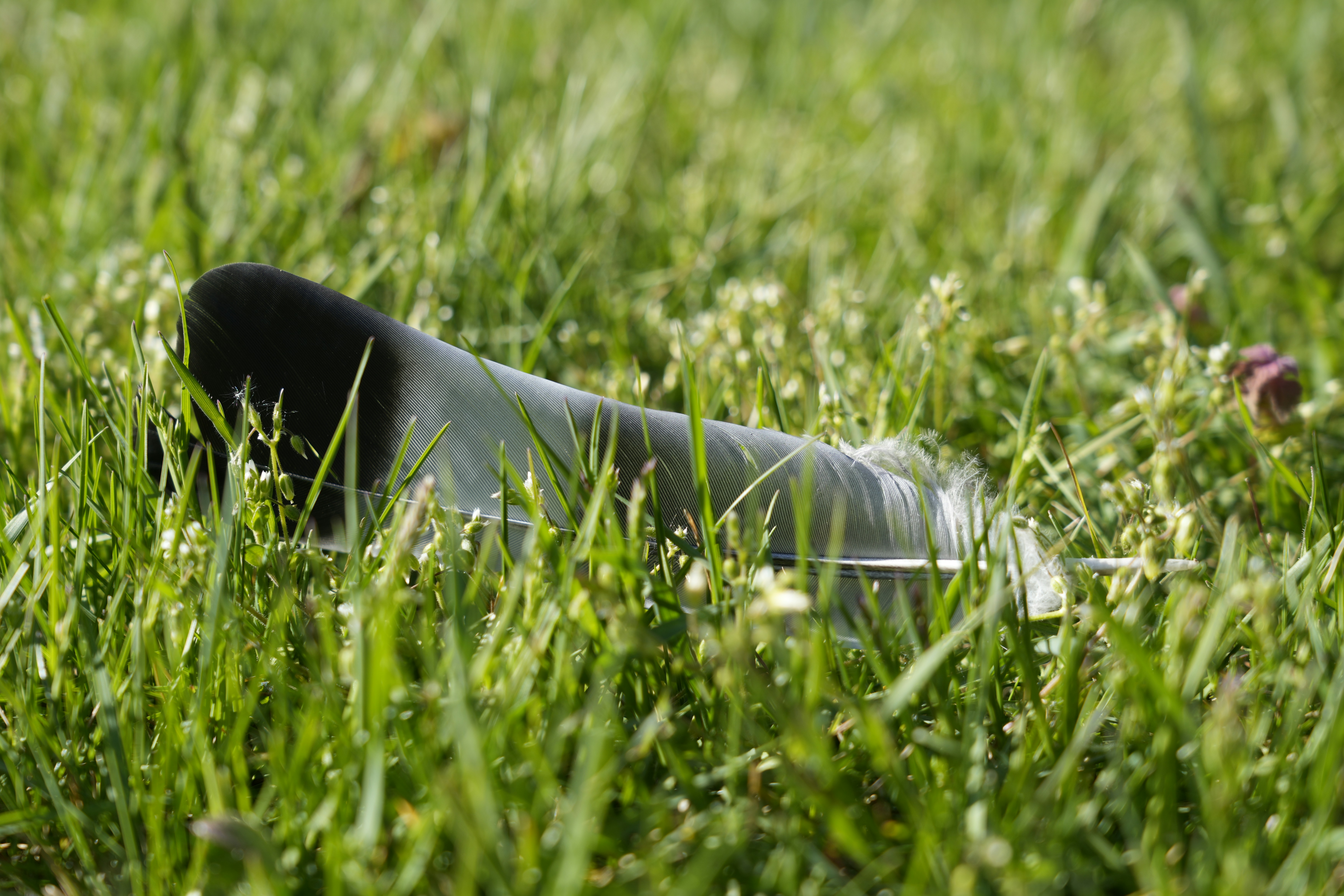 Hidden Footwear in a Meadow: A Sneaker Survives the Grass