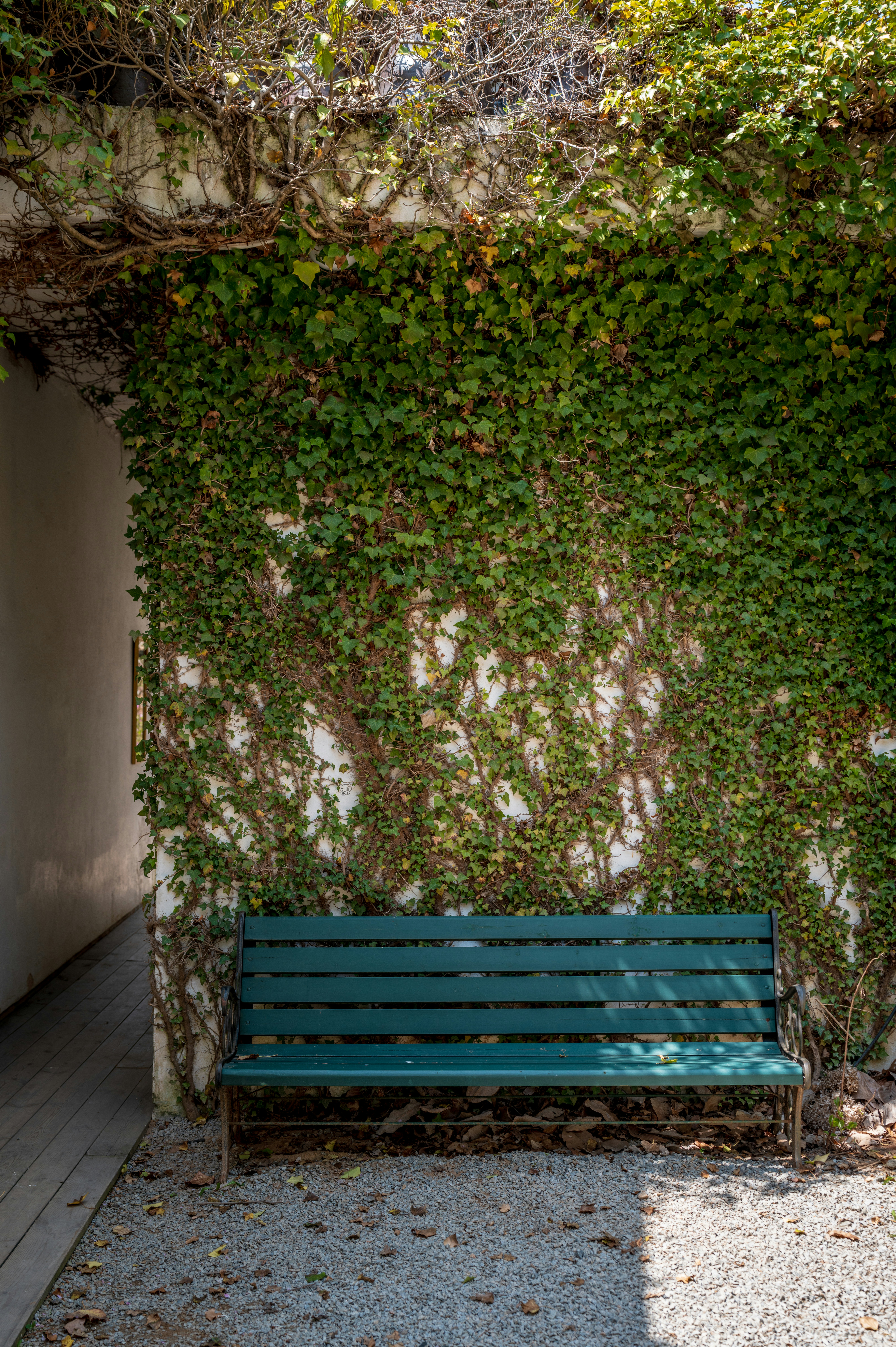 Teal Bench Beneath a Veil of Green