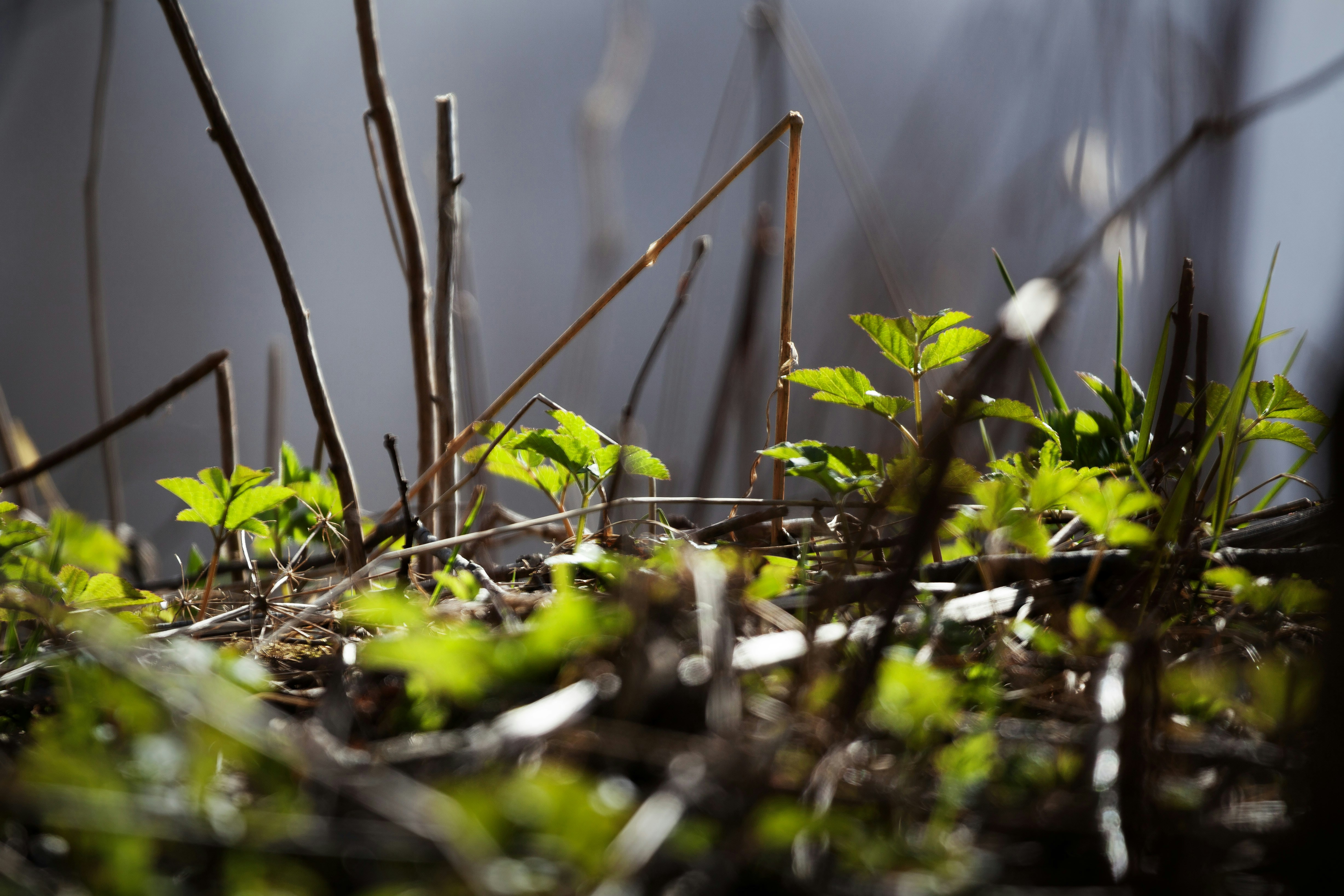 Emergent green life among barren twig lattice