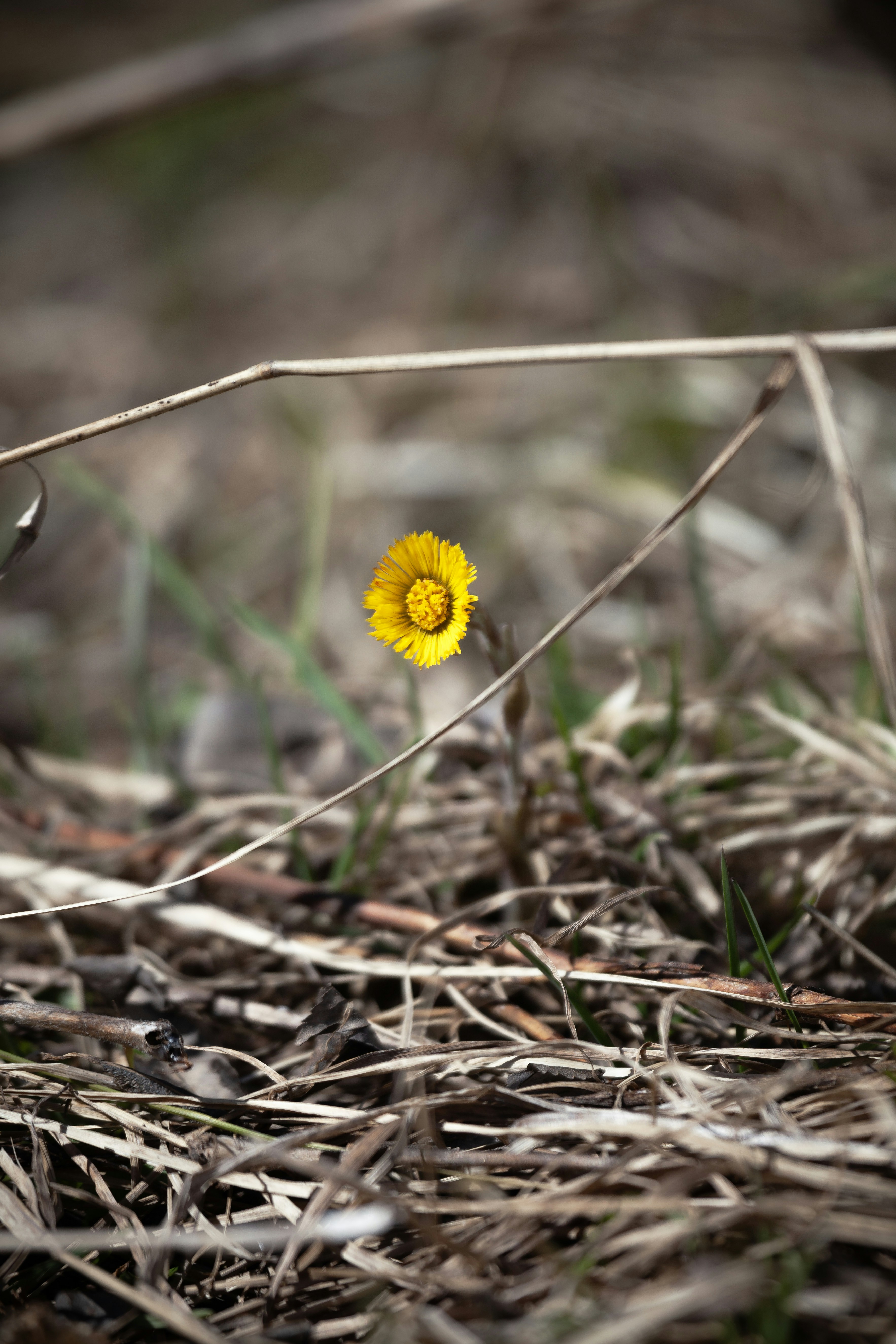 Solo Yellow Bloom Beneath Weaving Twigs