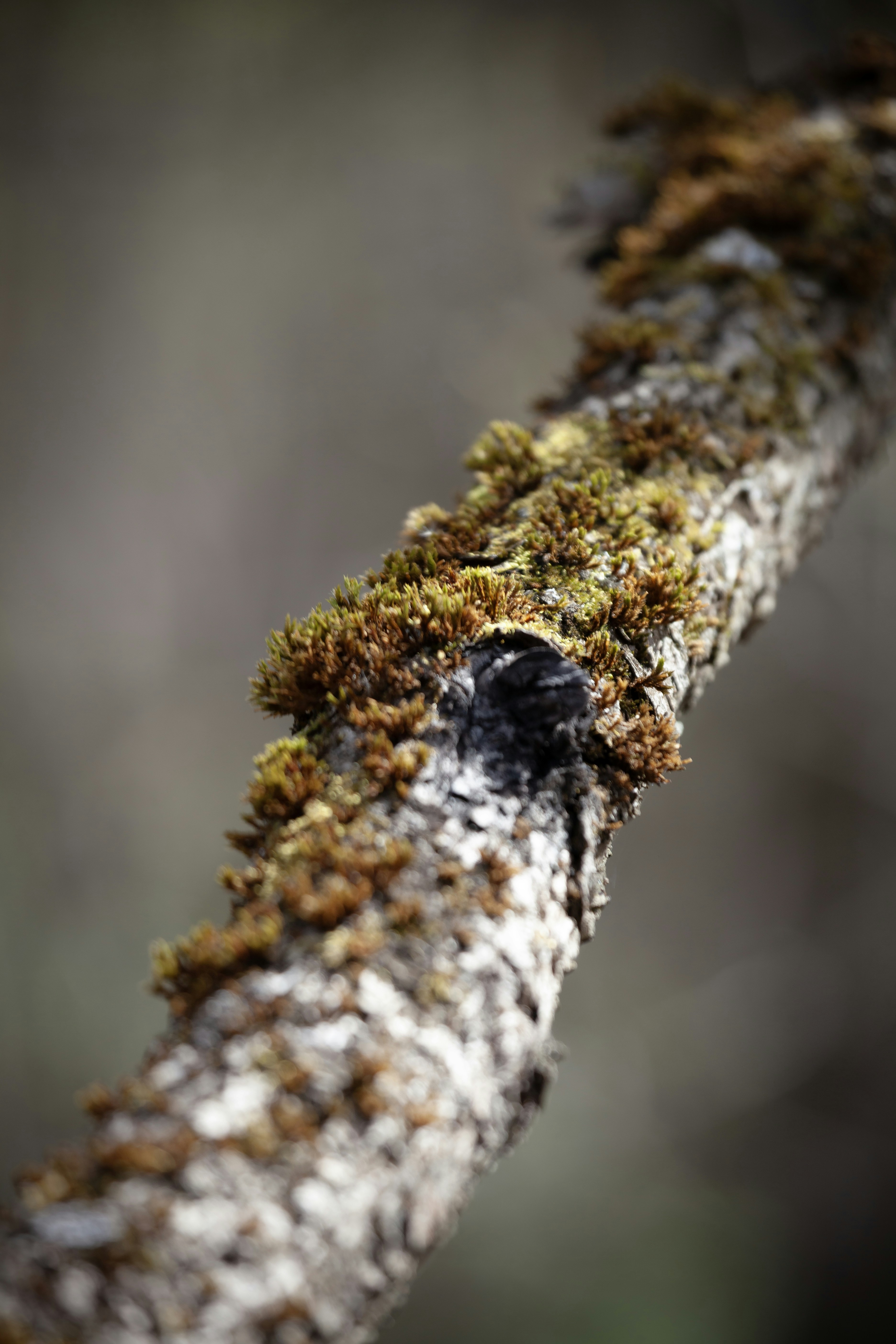 Mossy Birch Bough: A Close-Up of Time on Wood