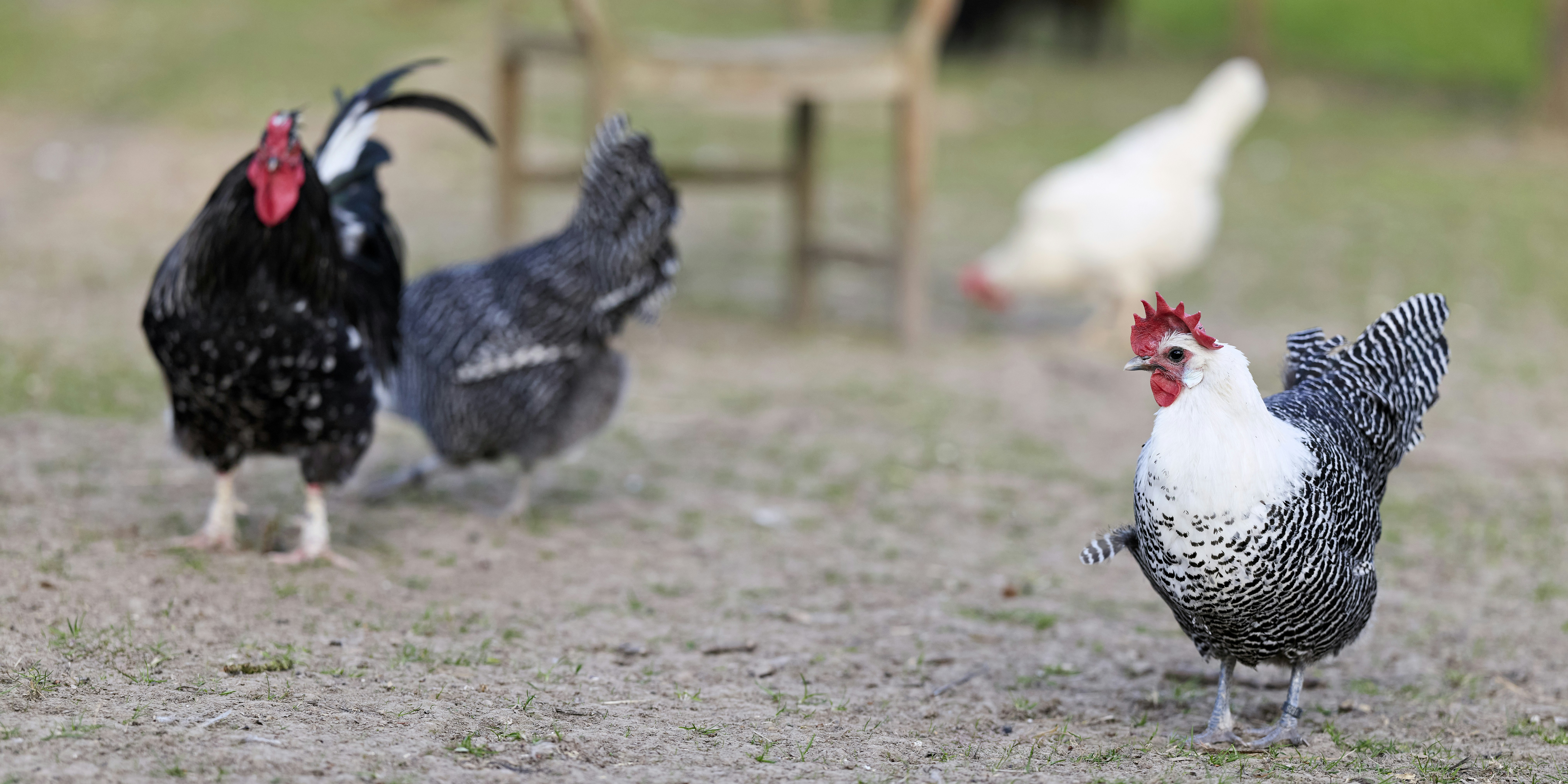 Two Spotted Roosters in a Dusty Yard