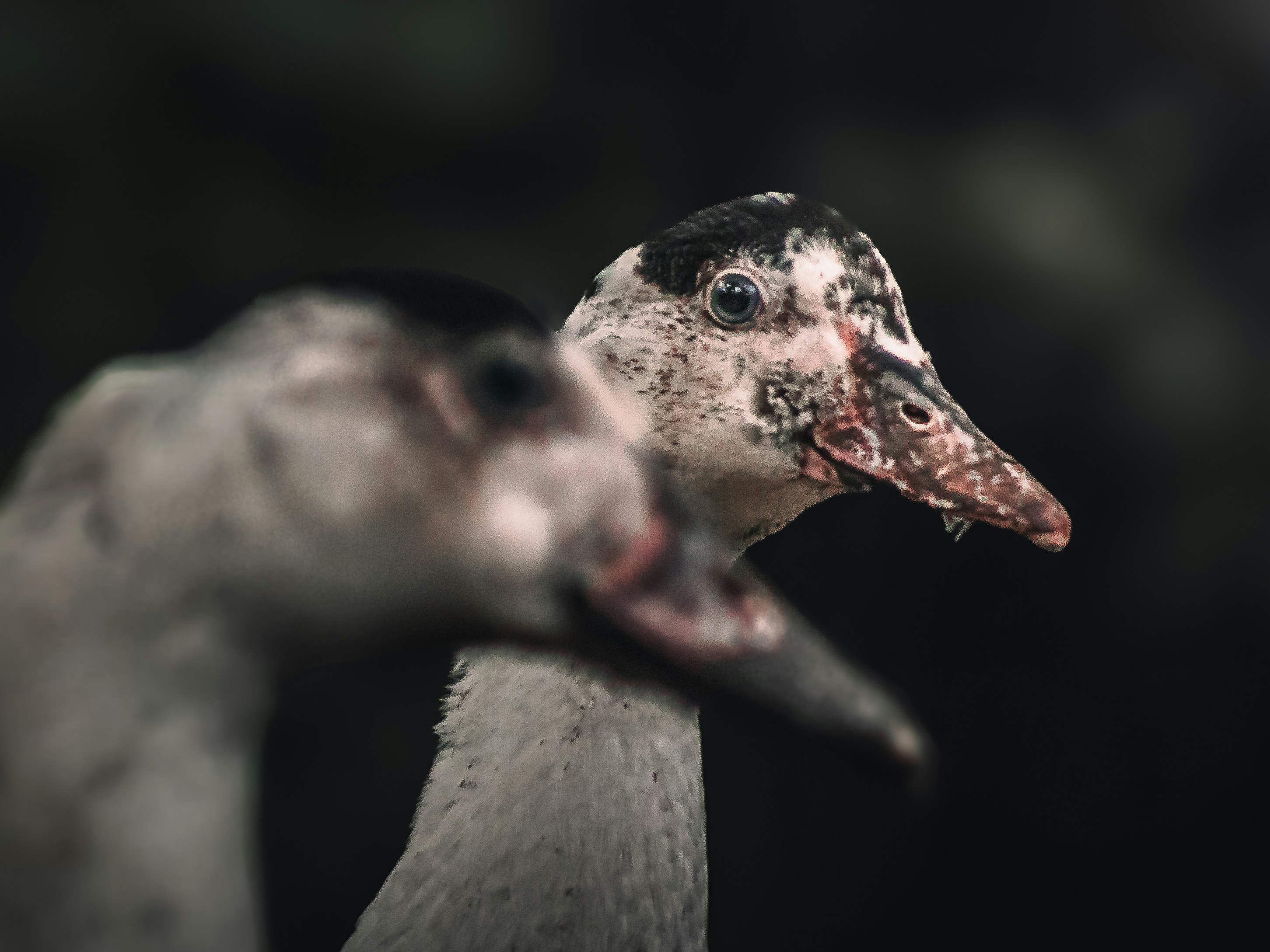 Beak and Blur: A Pair in Focus