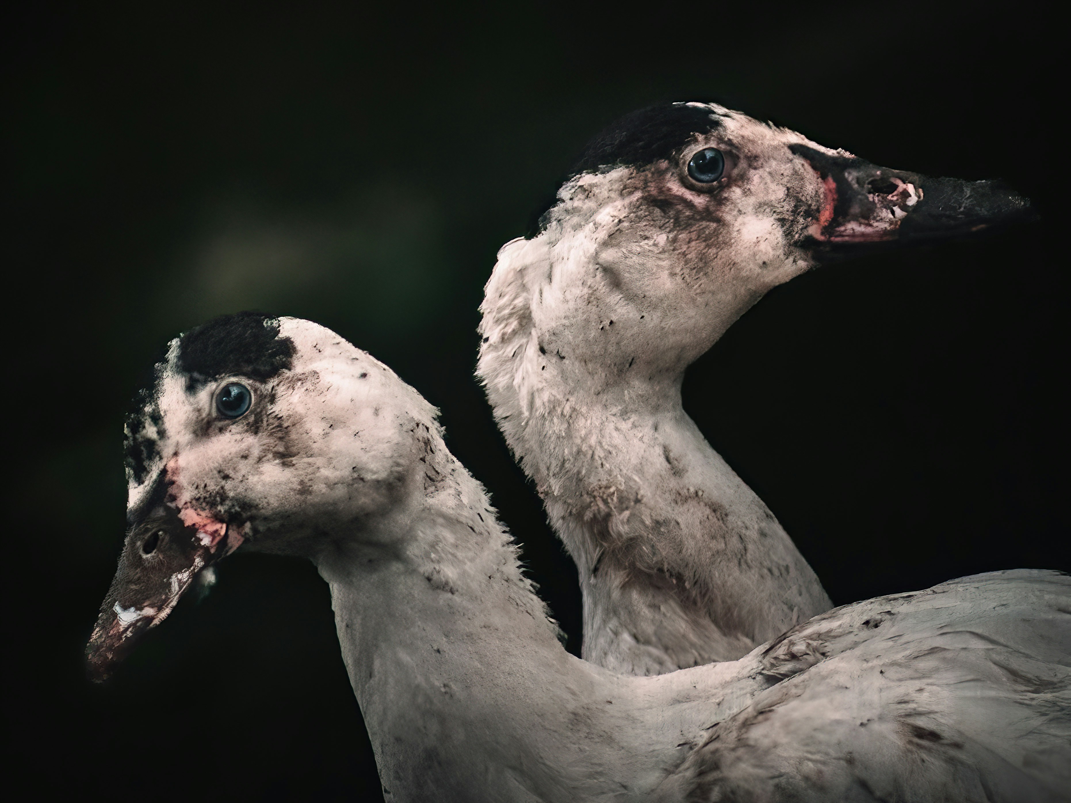 Two Candid Ducks: A Quiet Moment in Dappled Shadow