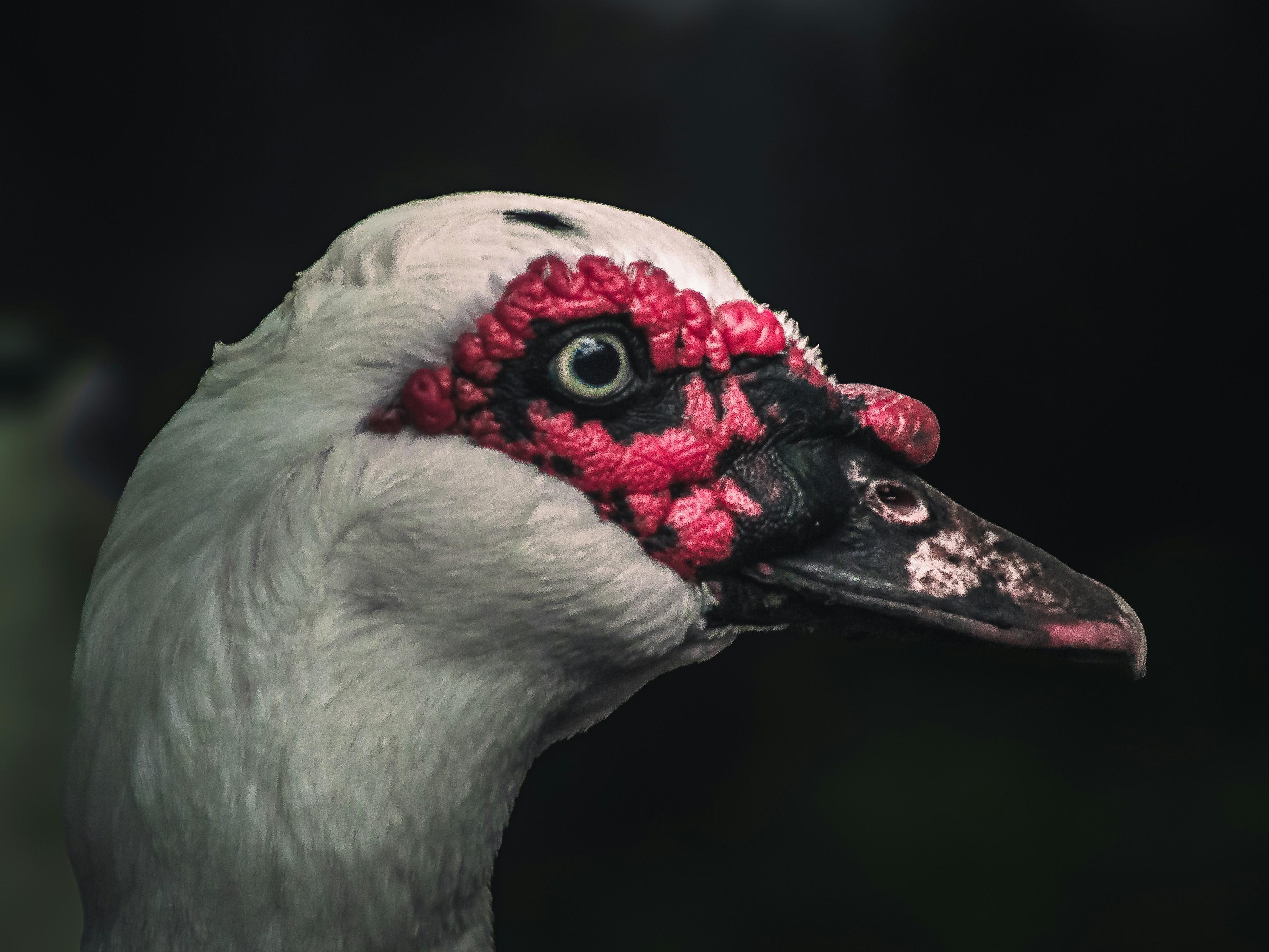 Red Crested Profile: A White-Crowned Swan in Quiet Light