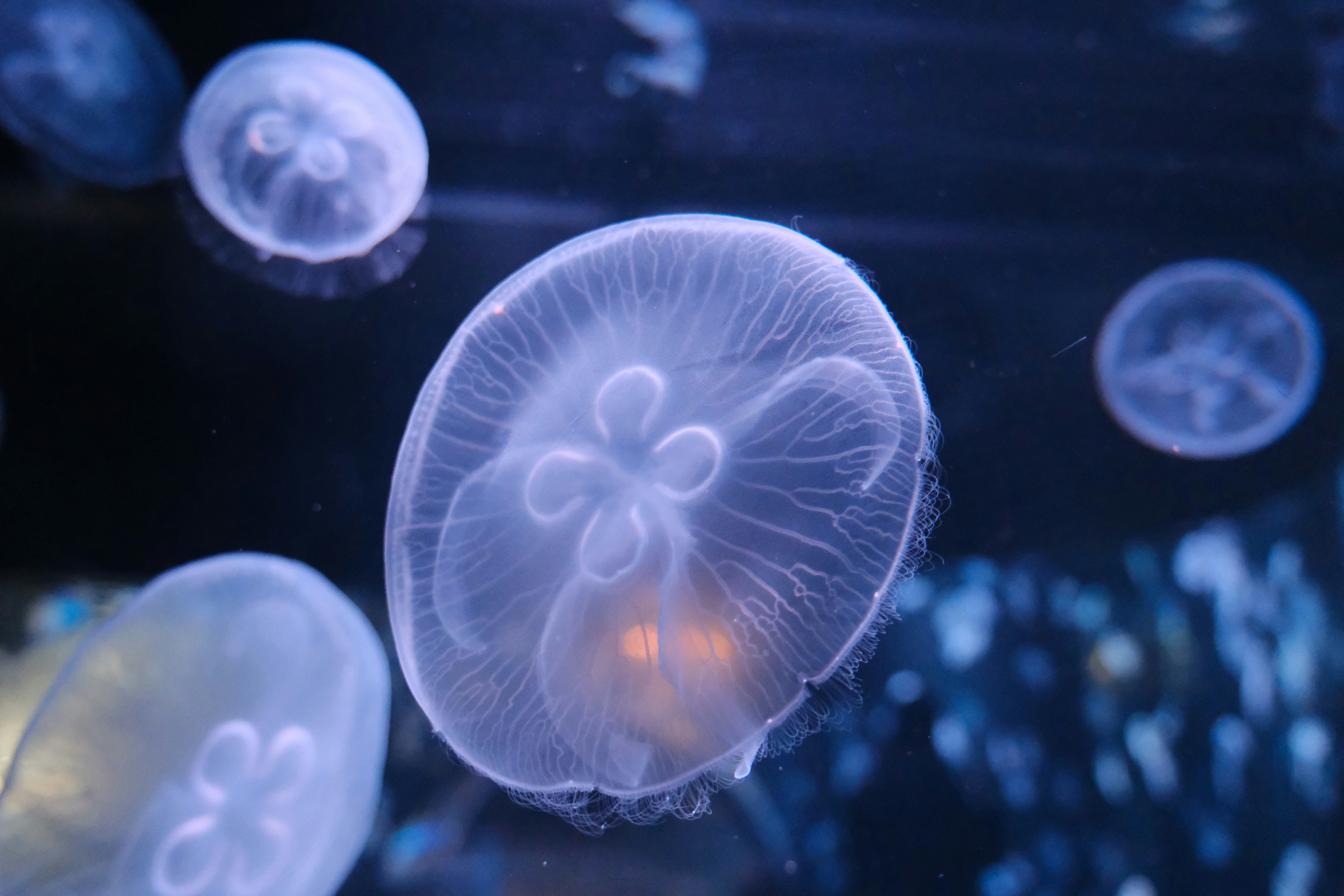 Central Jelly: A Glowing Orb of Ocean Light