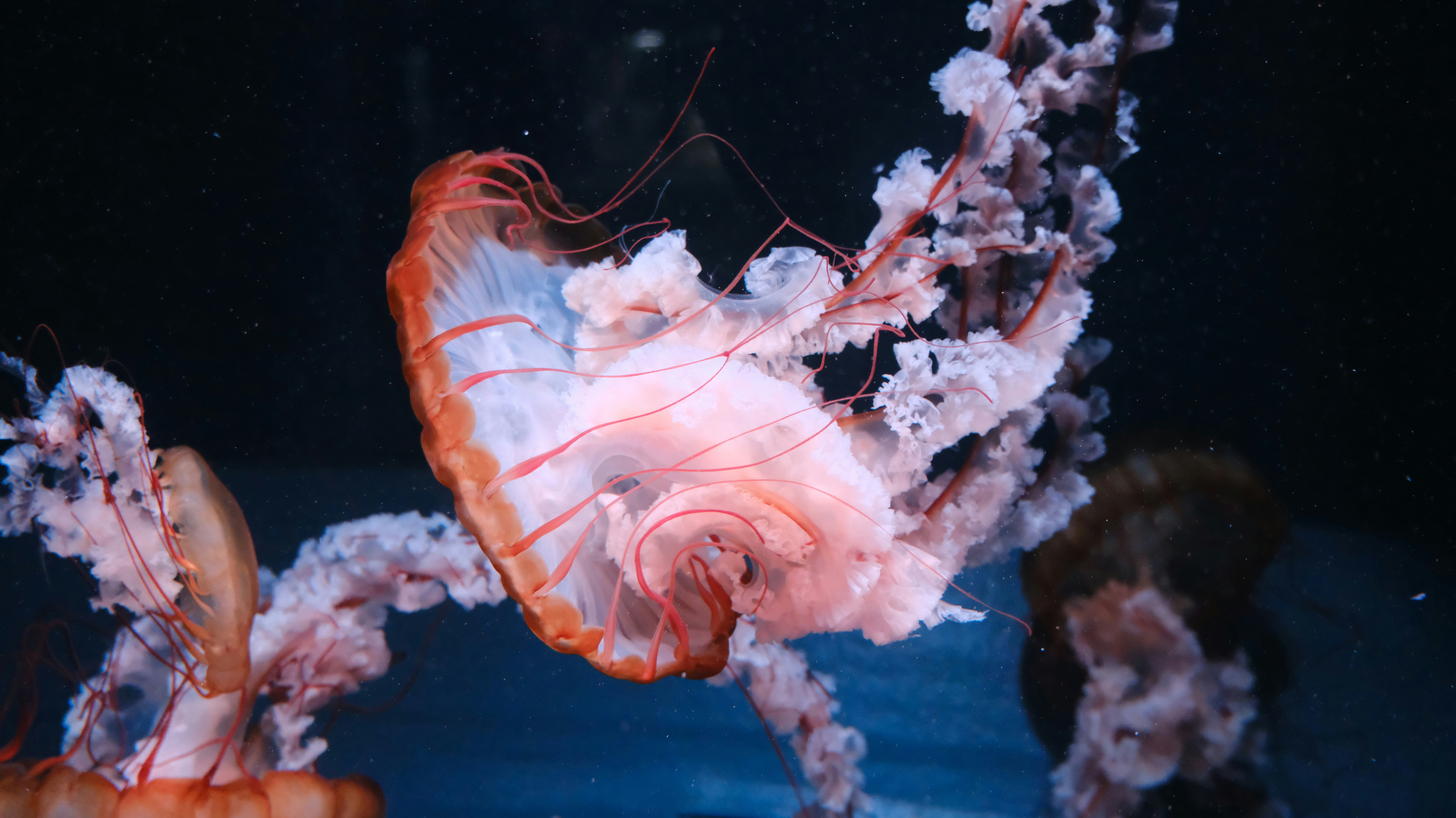 Midnight Jelly: A Luminous Bloom in Deep Cyan