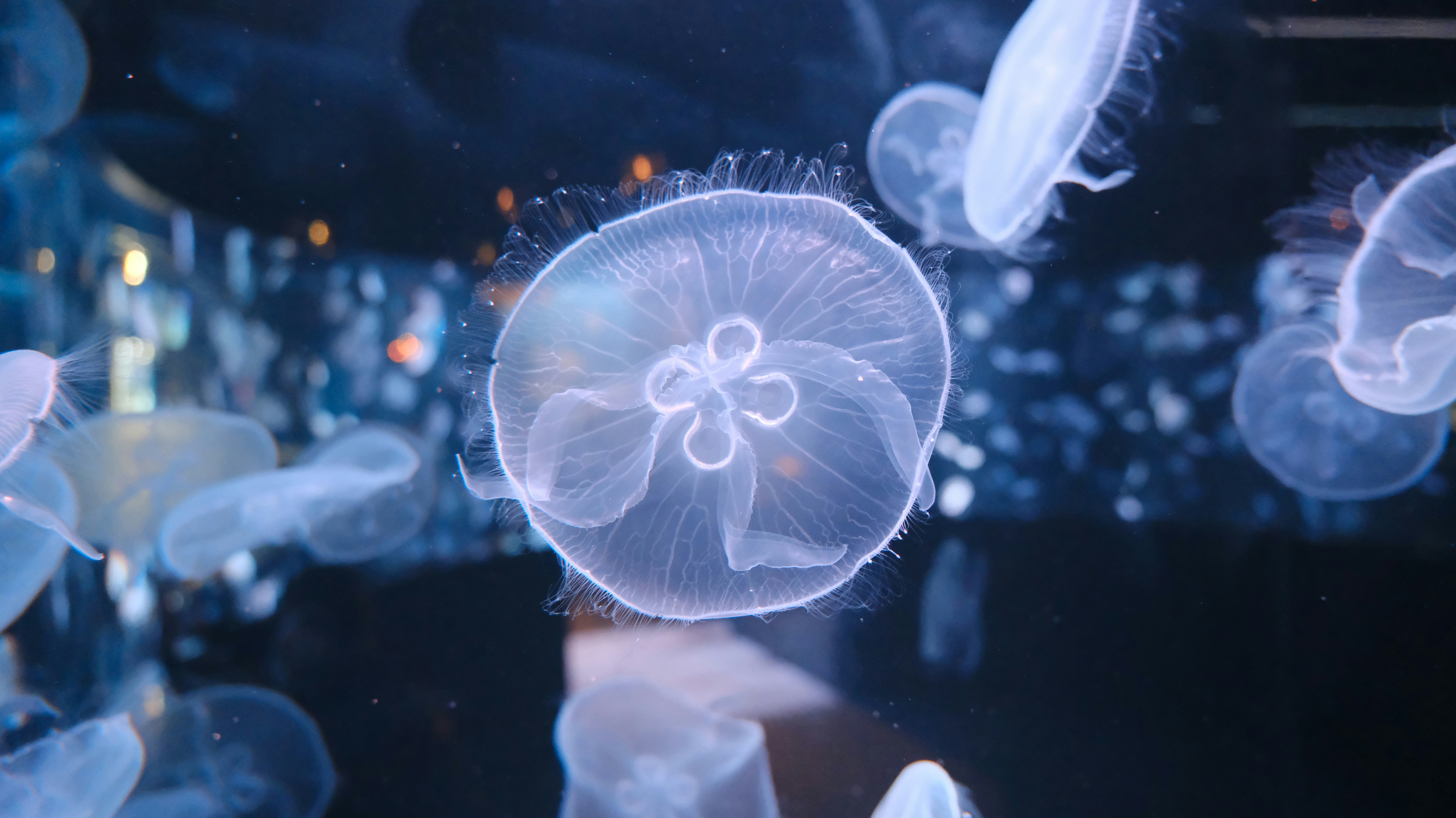 Luminous Parade: Neon Jellyfish Drift in Blue Abyss
