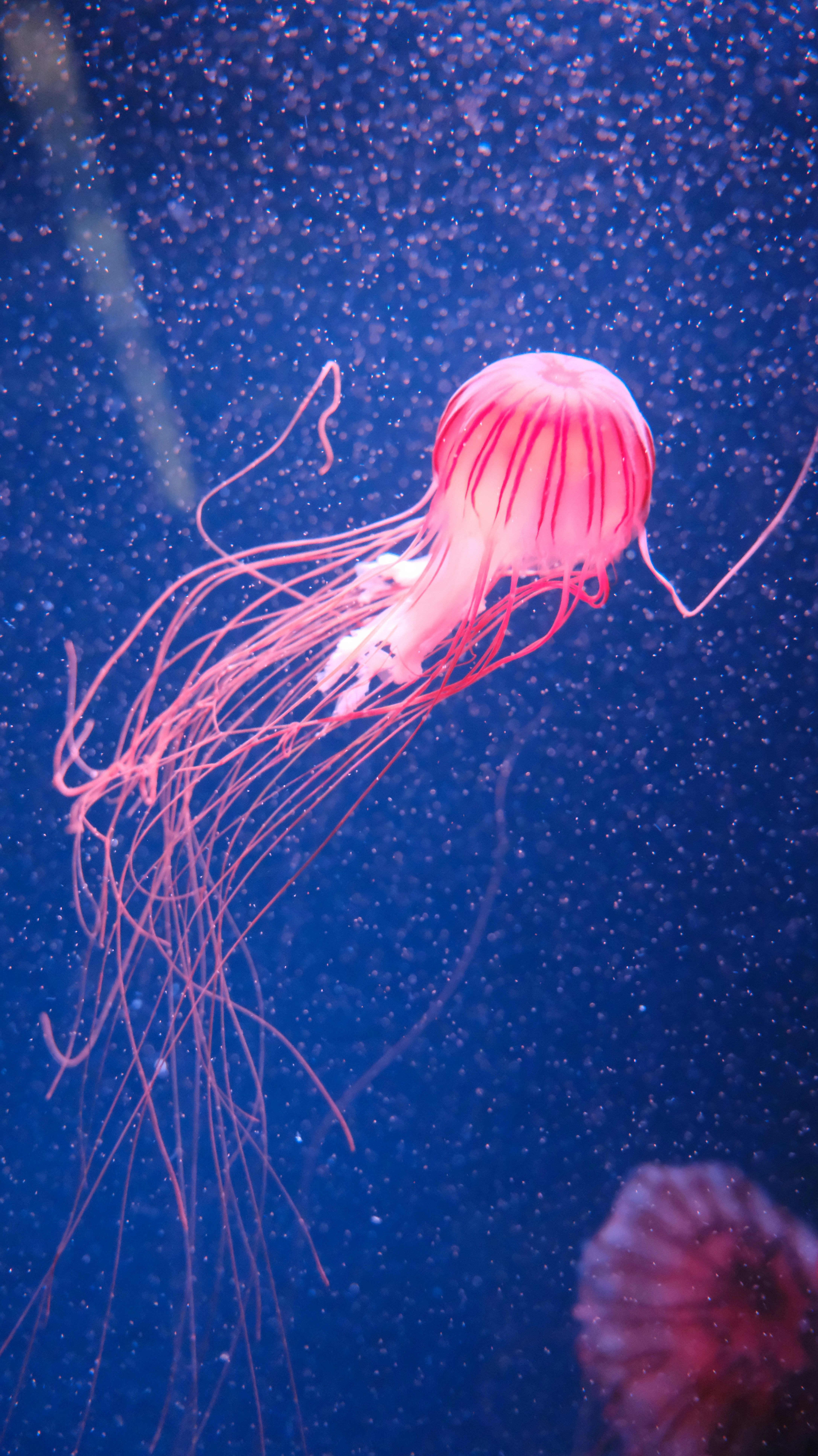Neon Jellyfish Drift: A Pink Tide in Twilight