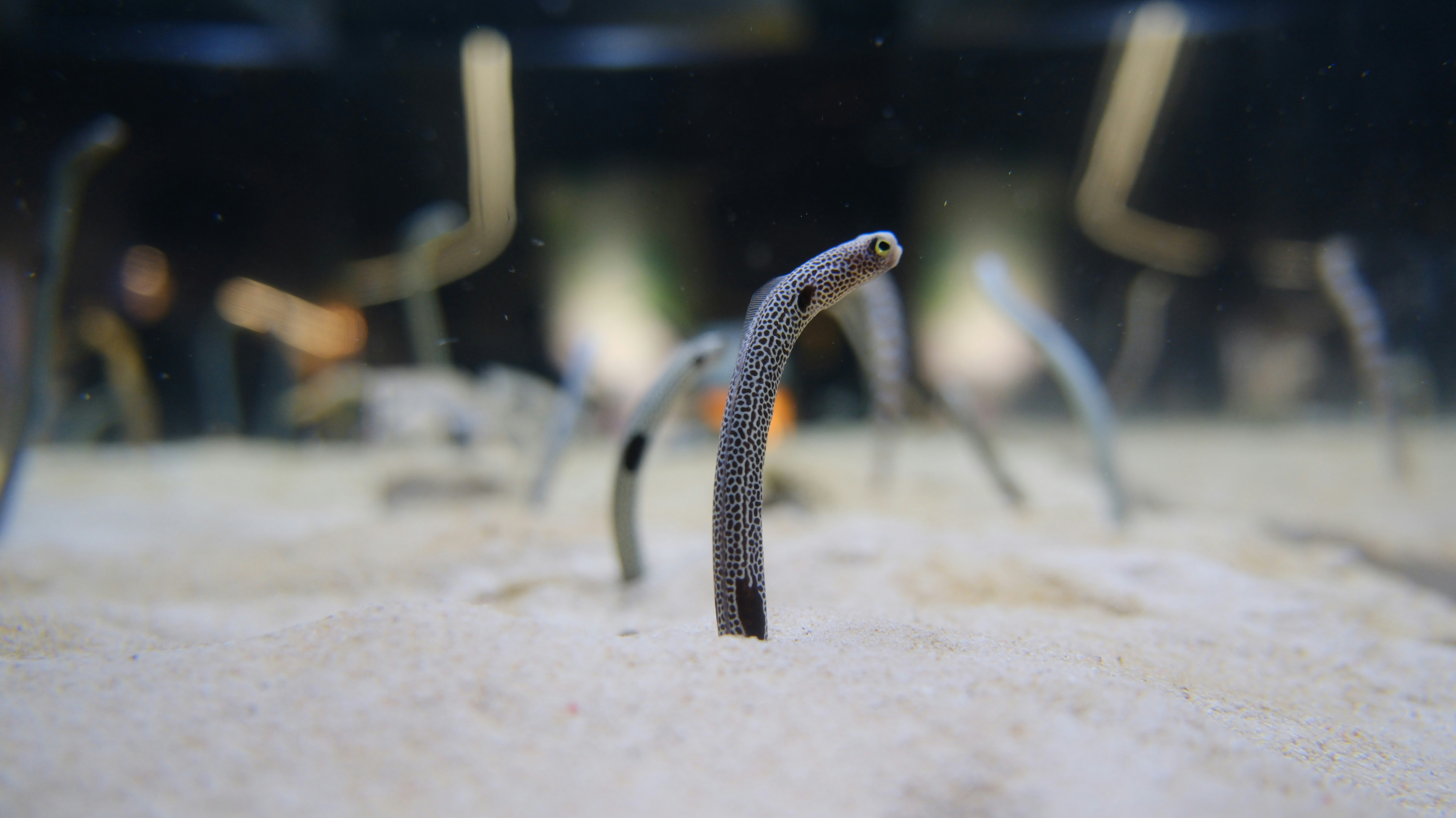 Curious Sand Dweller Sticks Its Snout Above the Reef