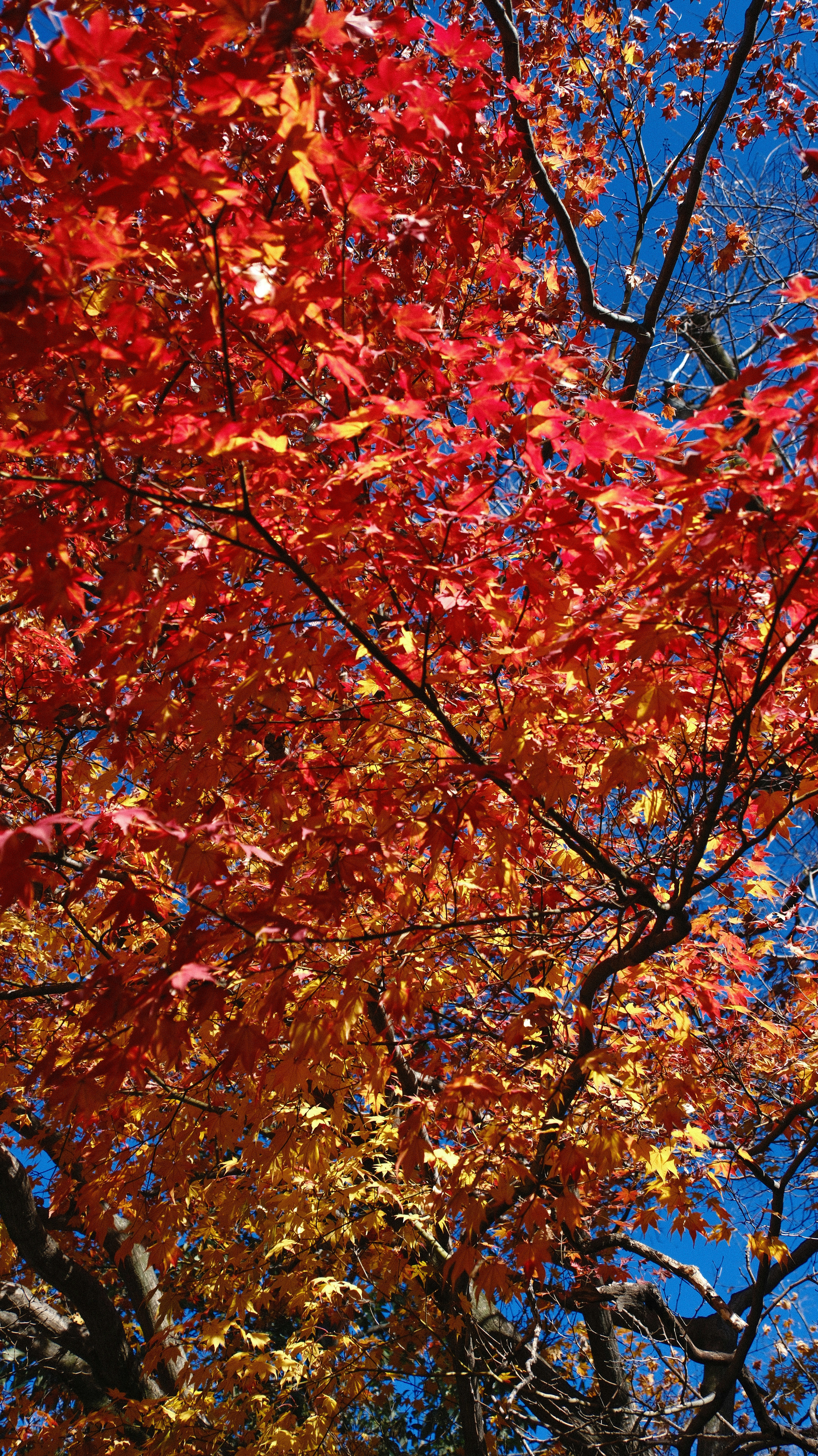 Crimson Canopy Beneath a Clear Autumn Sky