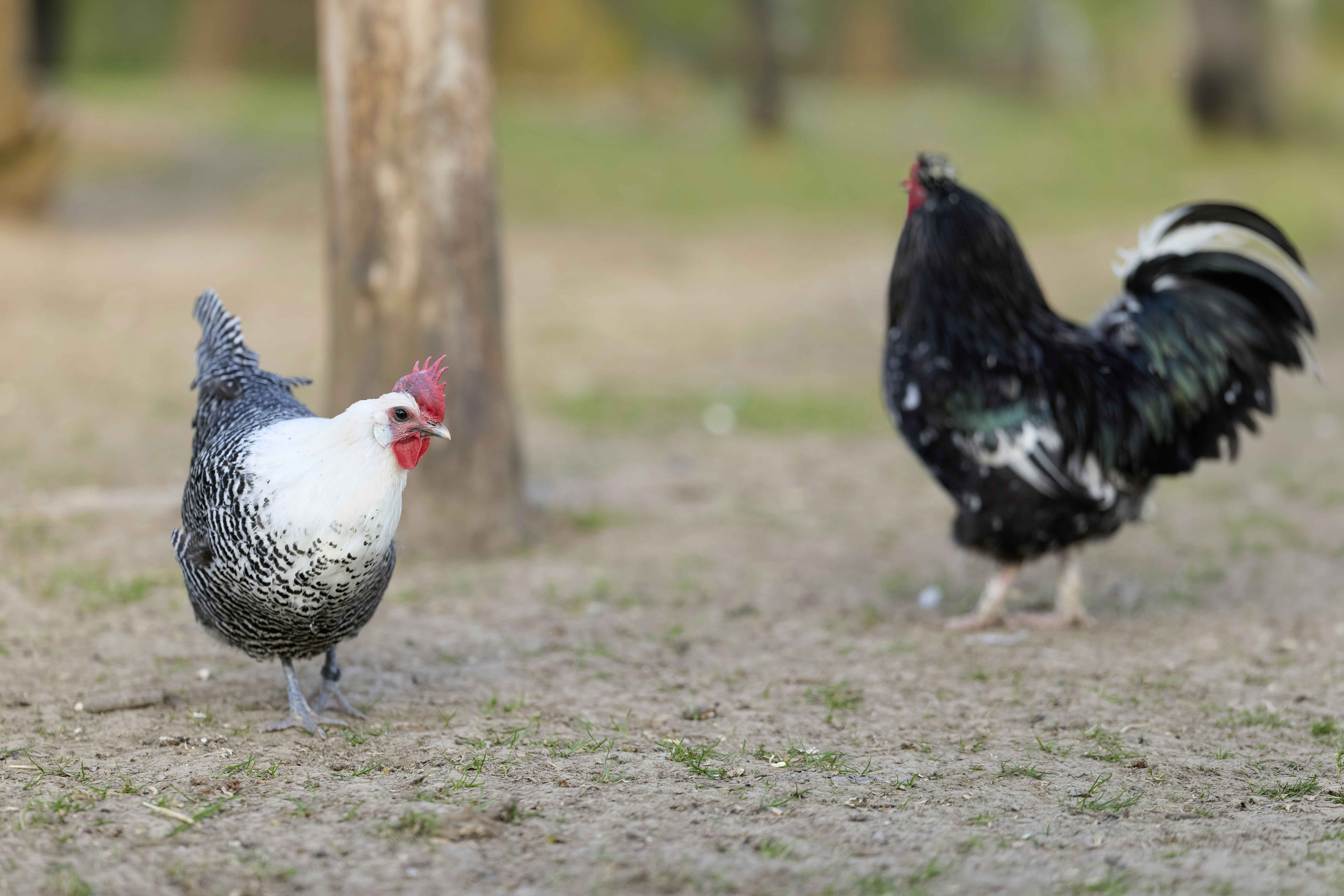 Two Roosters in a Dusty Yard: The White Hen Faces the Onlooker