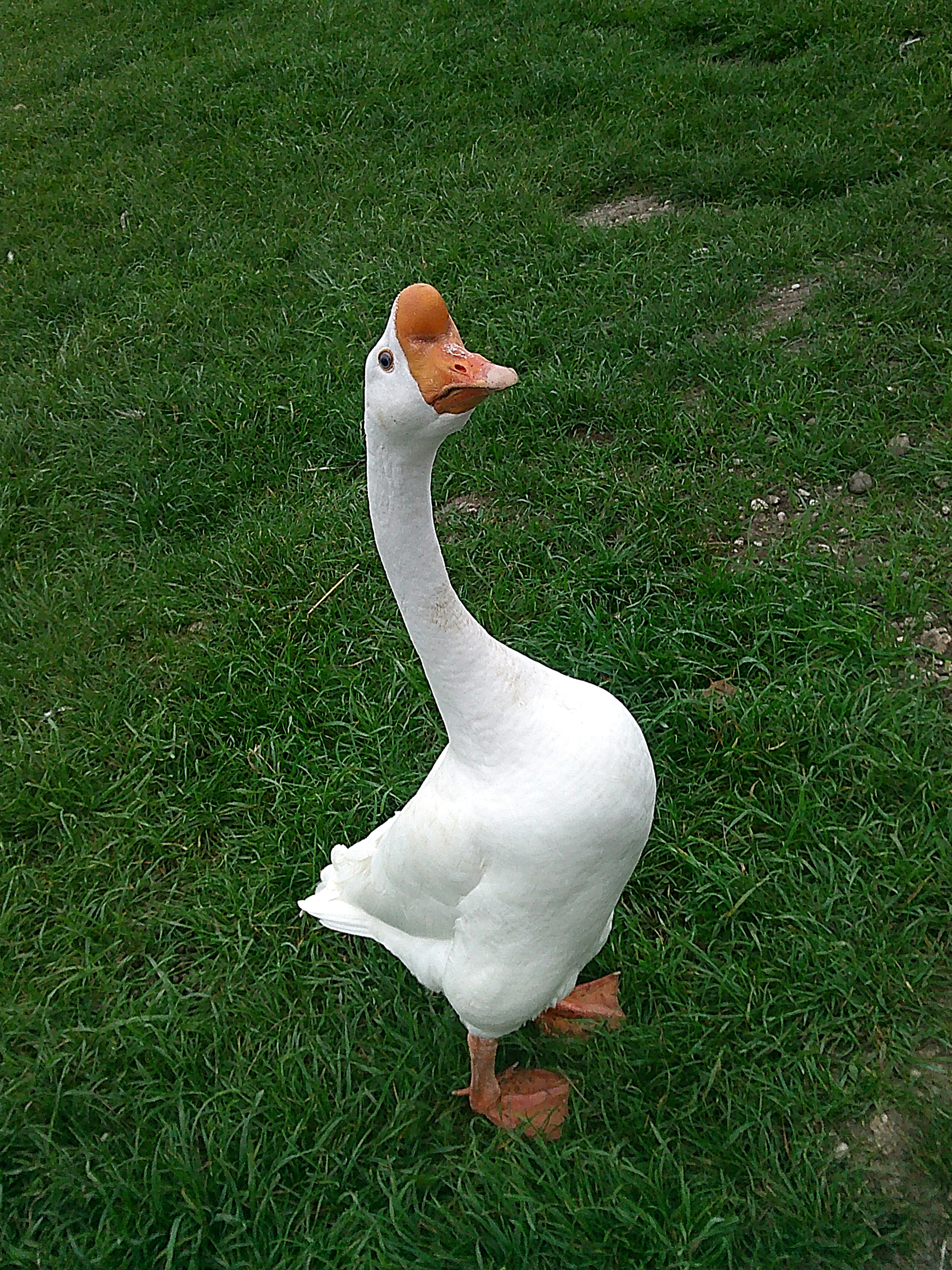 Curious Goose on the Gallery Grass