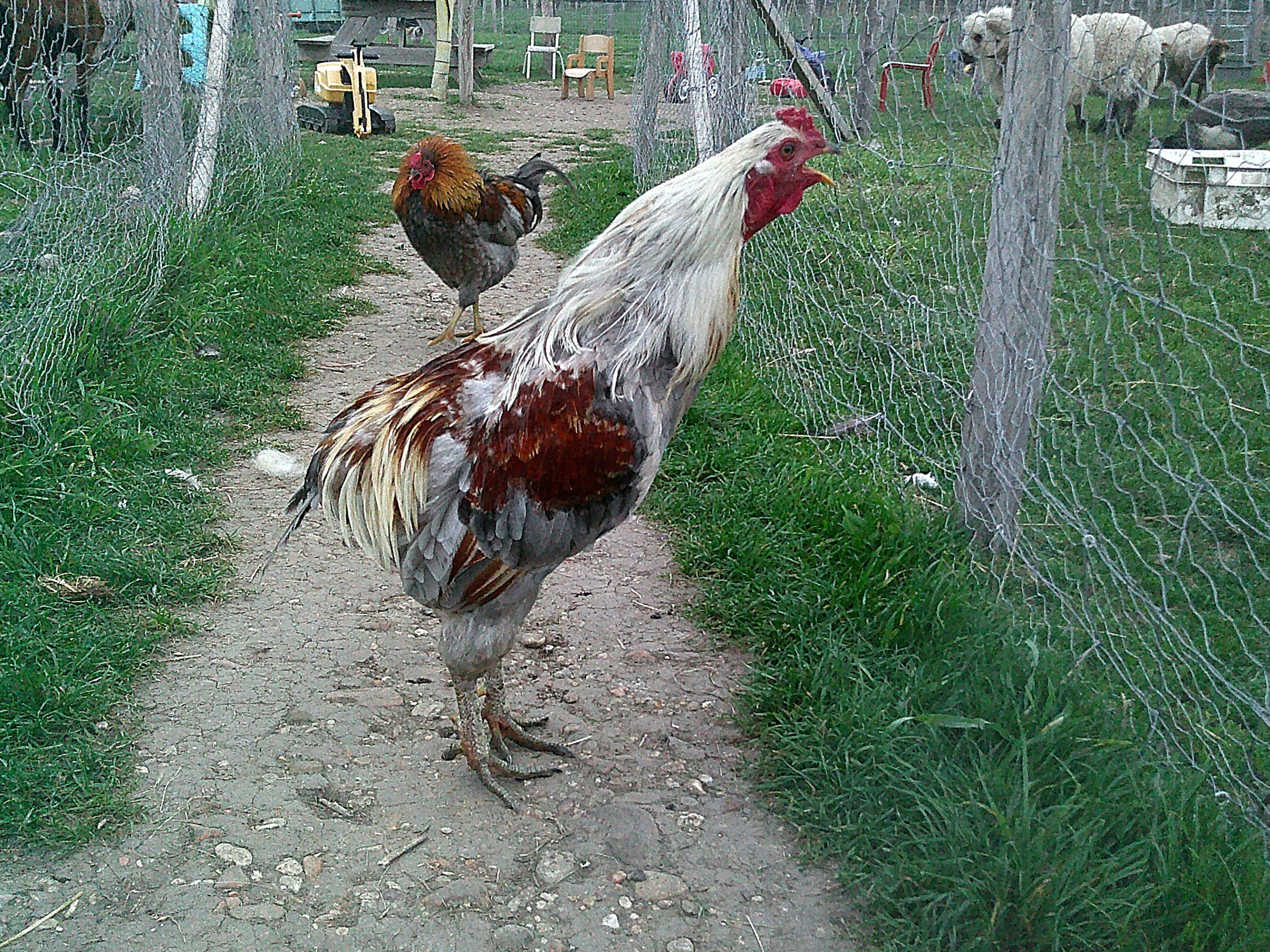 The Rooster's Path: A Rural Runway Between Fence Lines