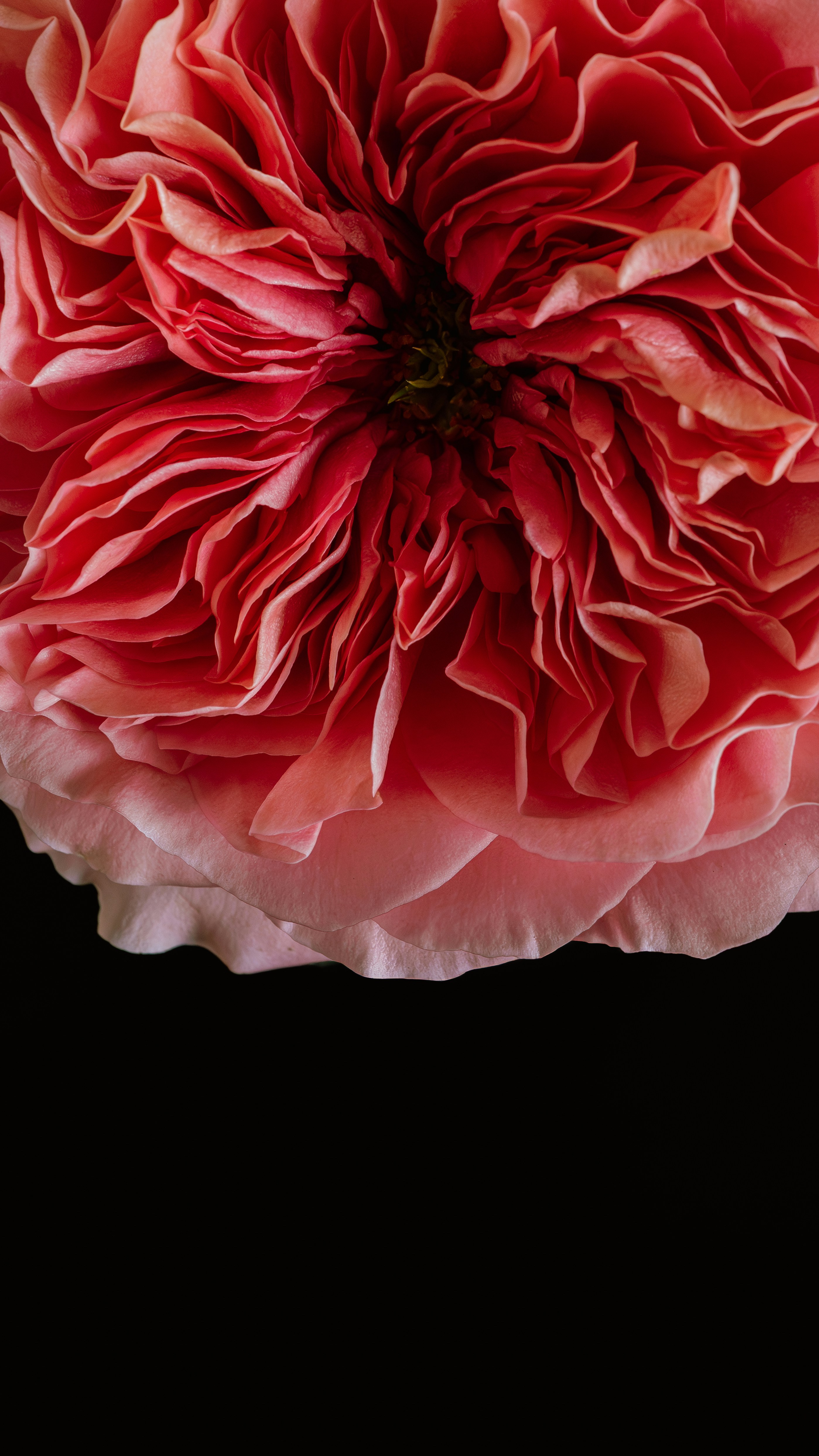 Petal Convergence: Crimson Center of a Peony