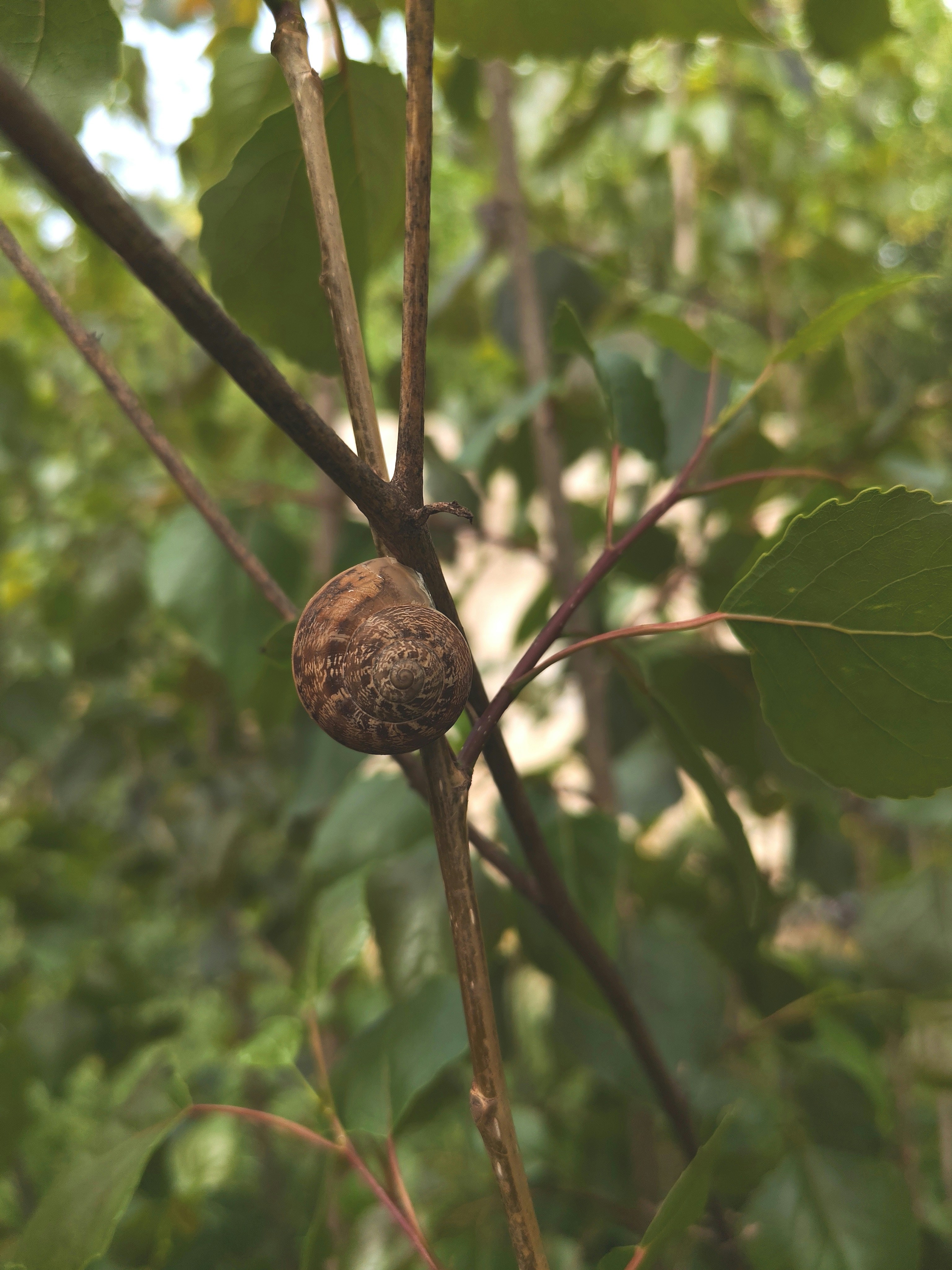 A close-up of a snail on a twig amid blurred leaves