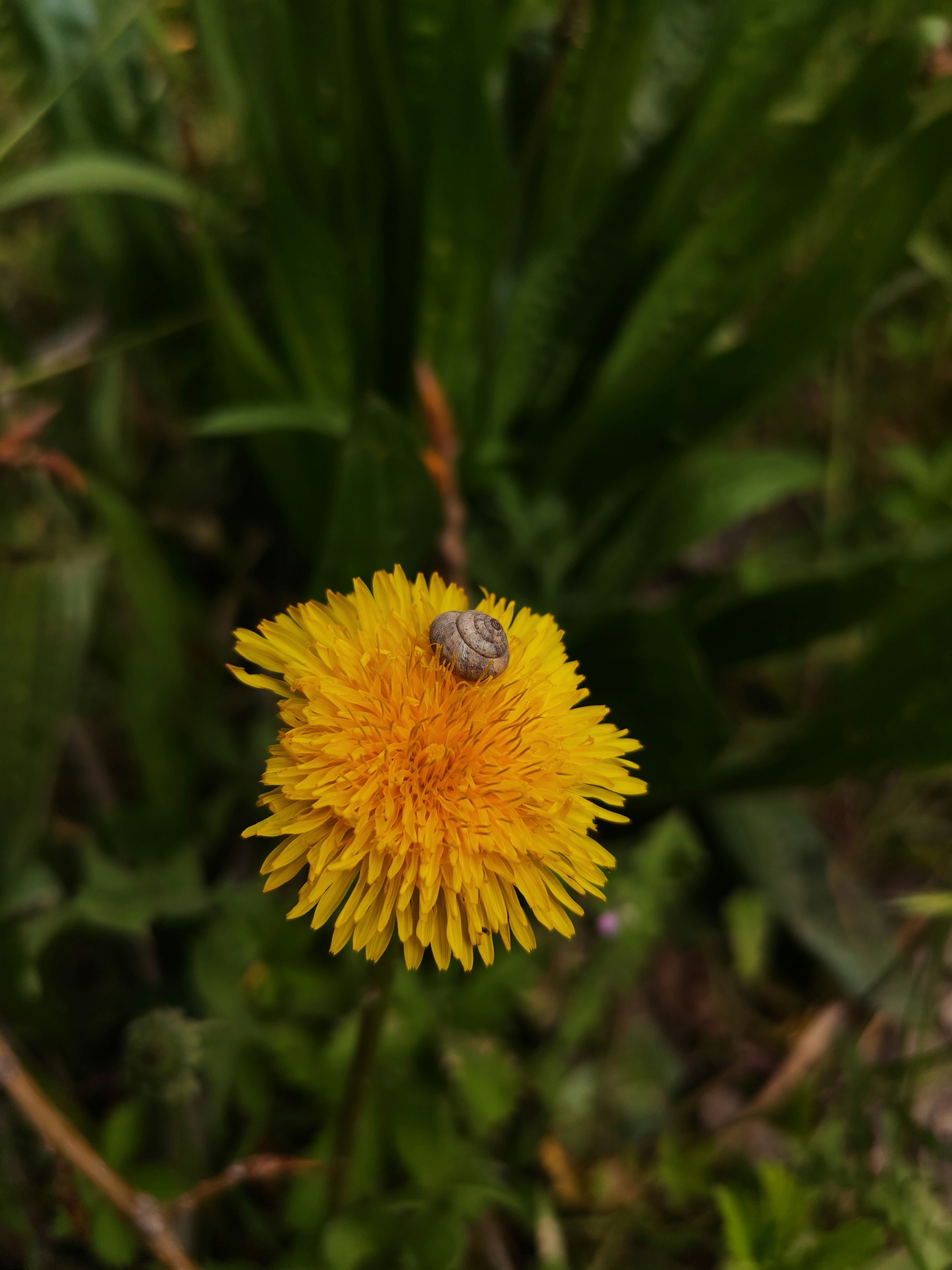 Golden Ember Blossom with a Tiny Observer