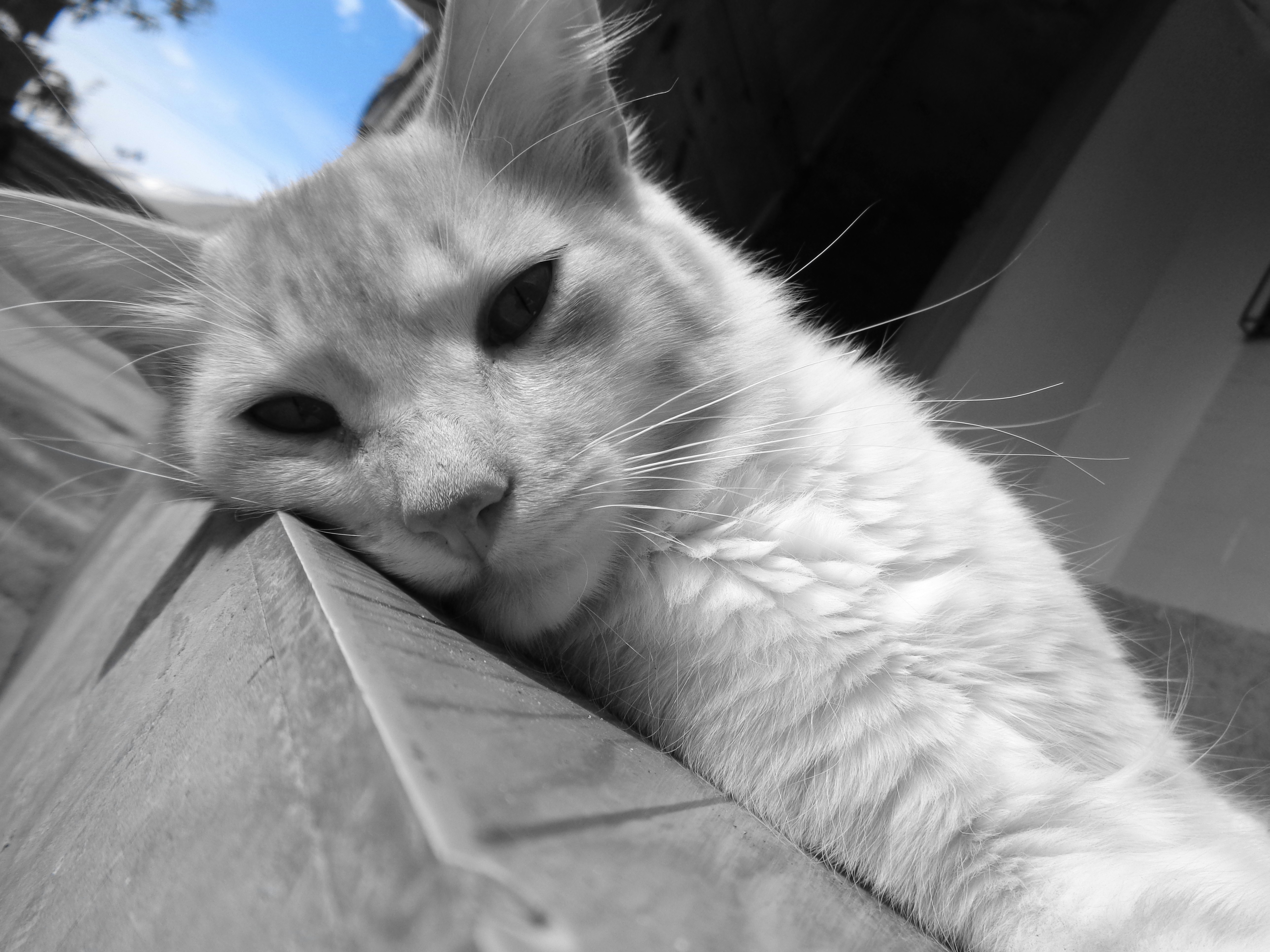 Curled Recline: A Cat's Quiet Neighbourhood Moment