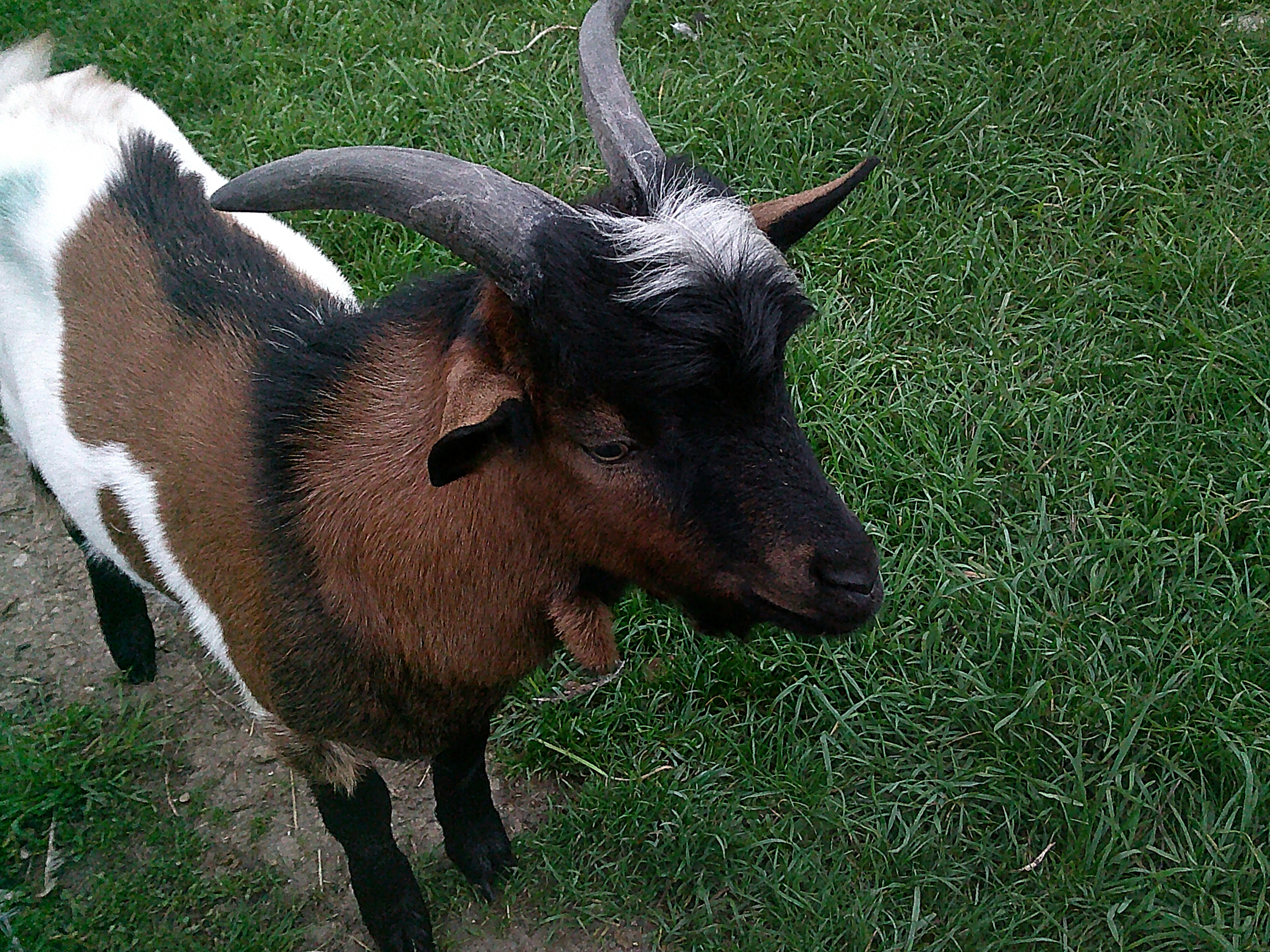Herding Outdoors: A Goat Stares Down the Grass Frontier