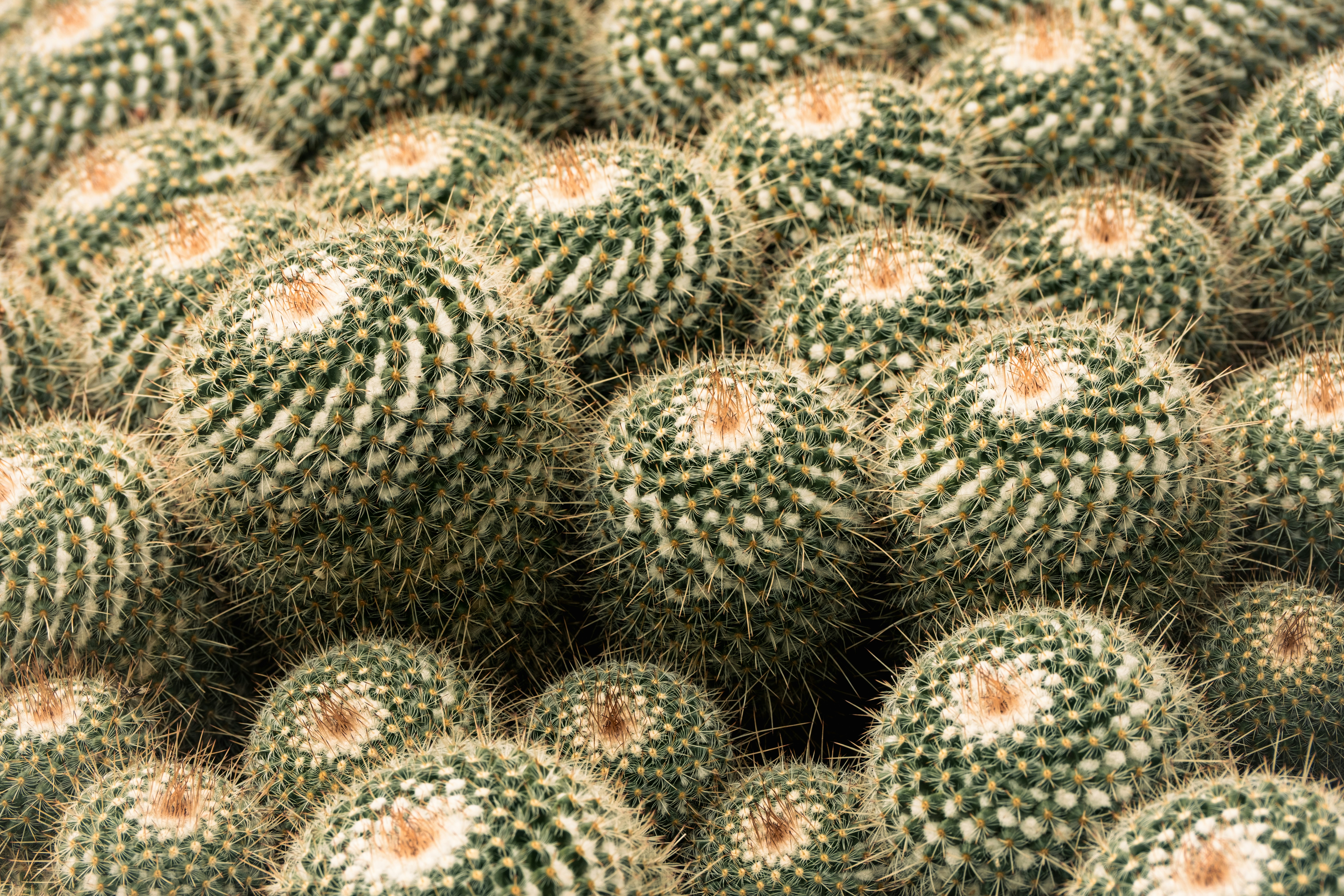 Close-knit Guardians of a Desert Cluster
