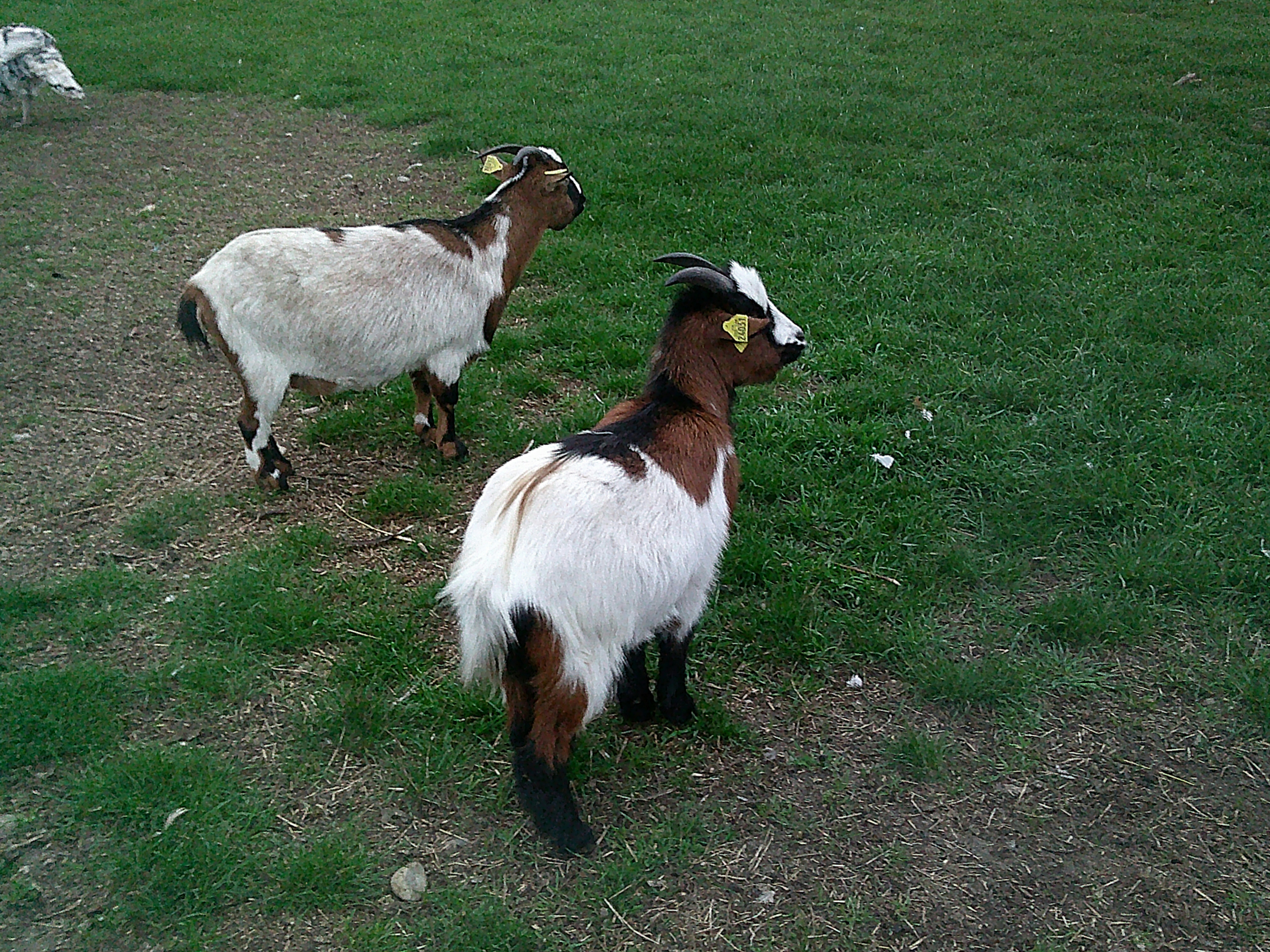 Goats in a grassy yard: a pair of curious caprines