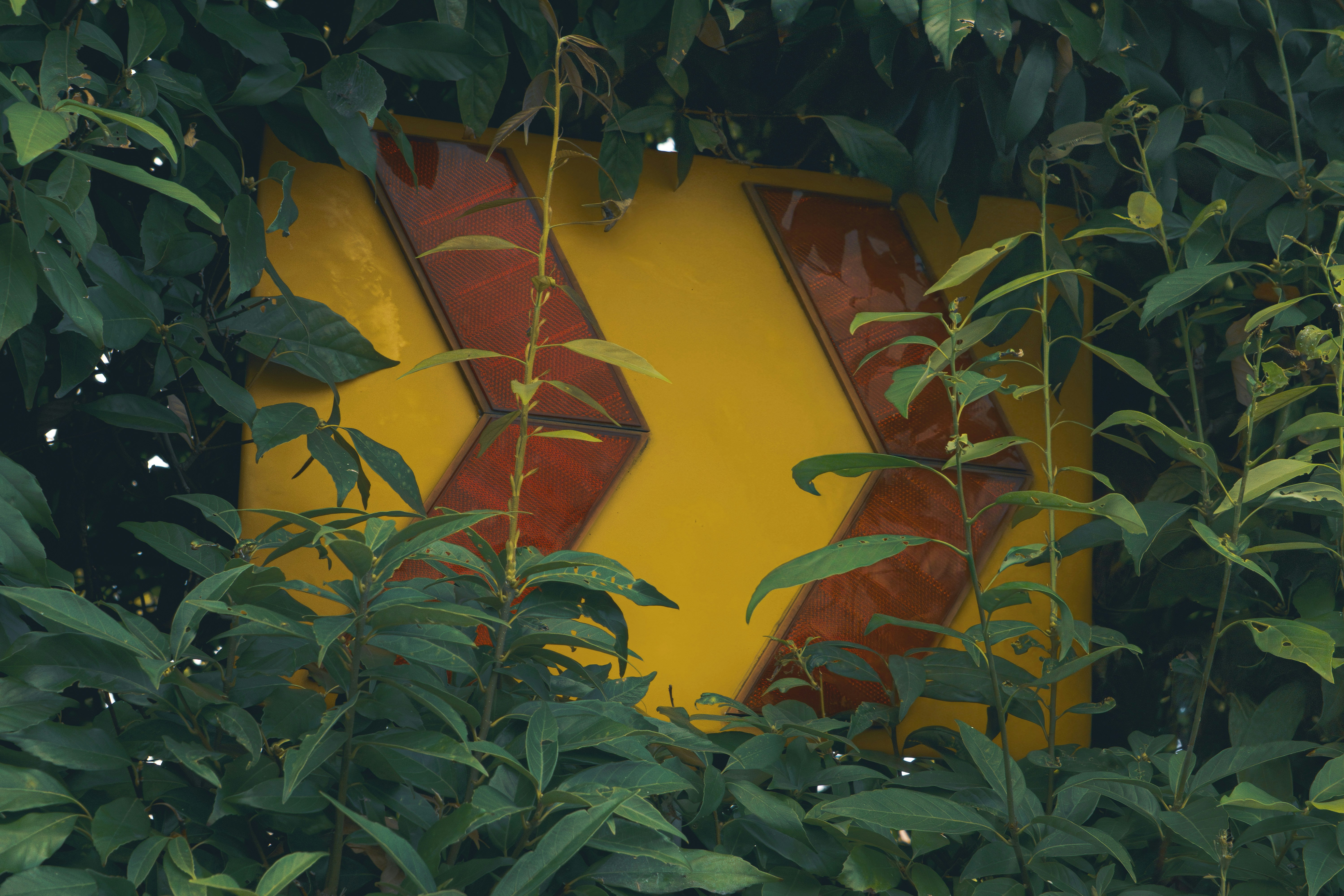 Hidden Glyphs in the Green Veil