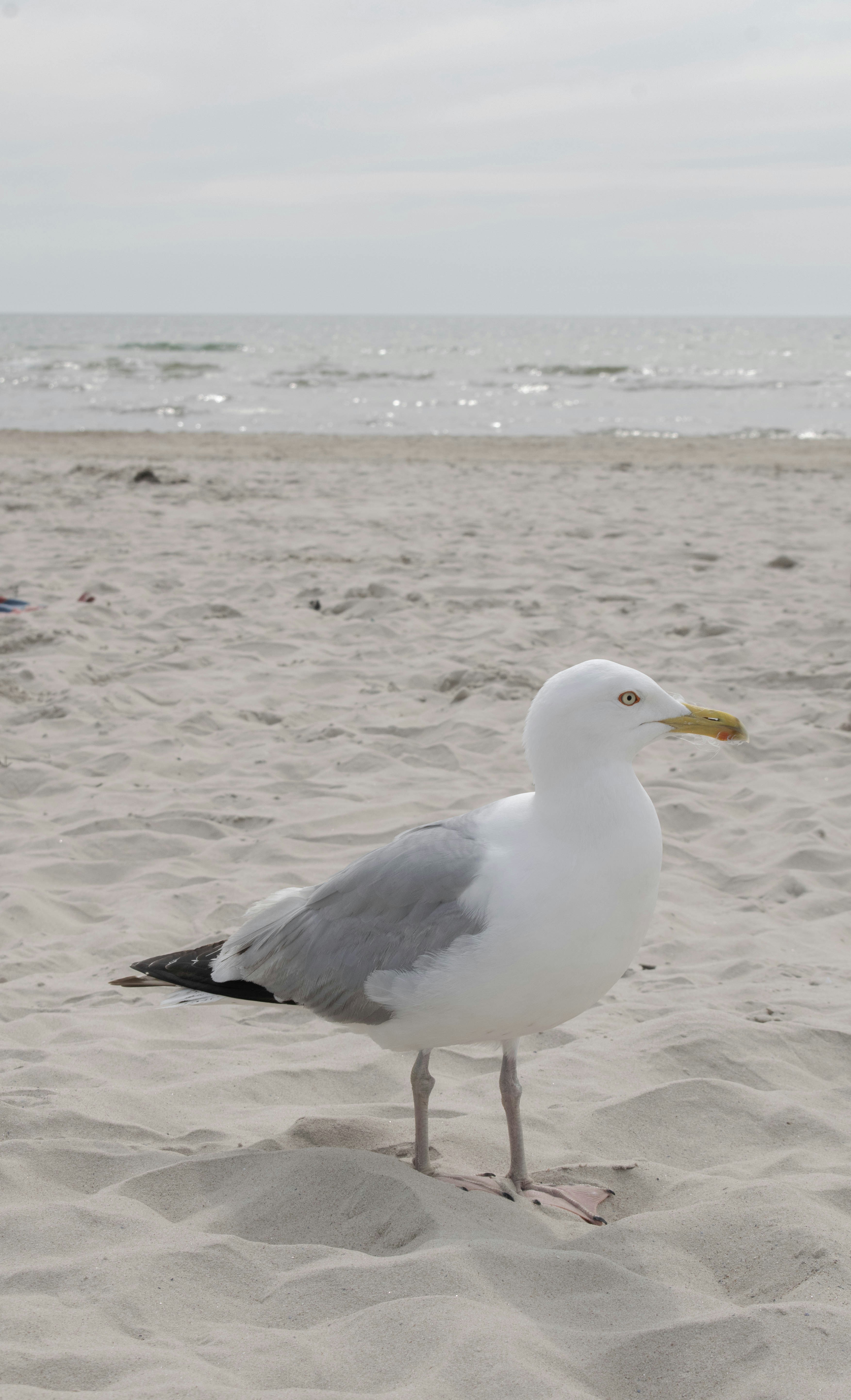 Seaside Gull in Soft Sun on Quiet Sands