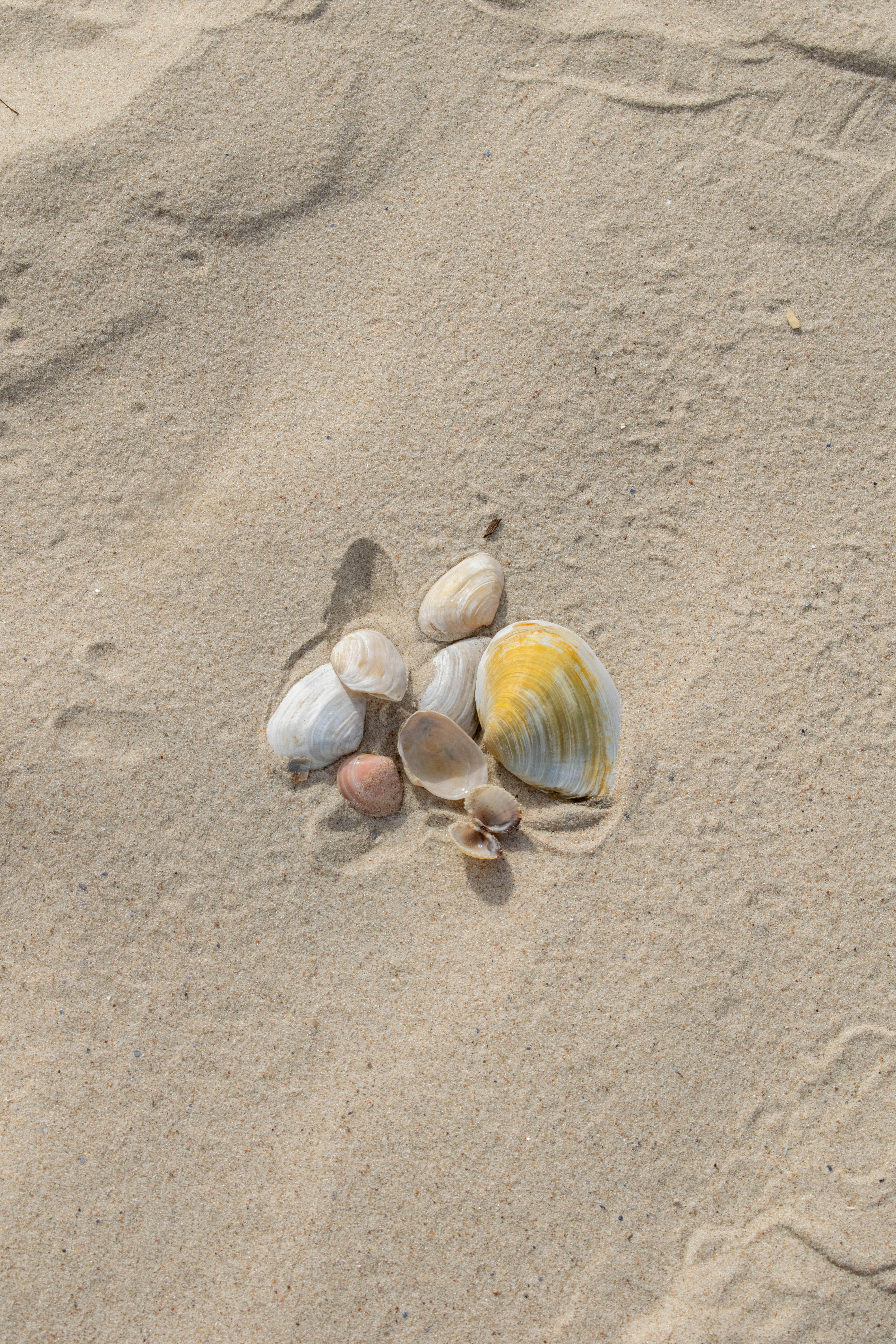 Shells in Sunlit Sand: A Small Treasure Amid Quiet Dunes