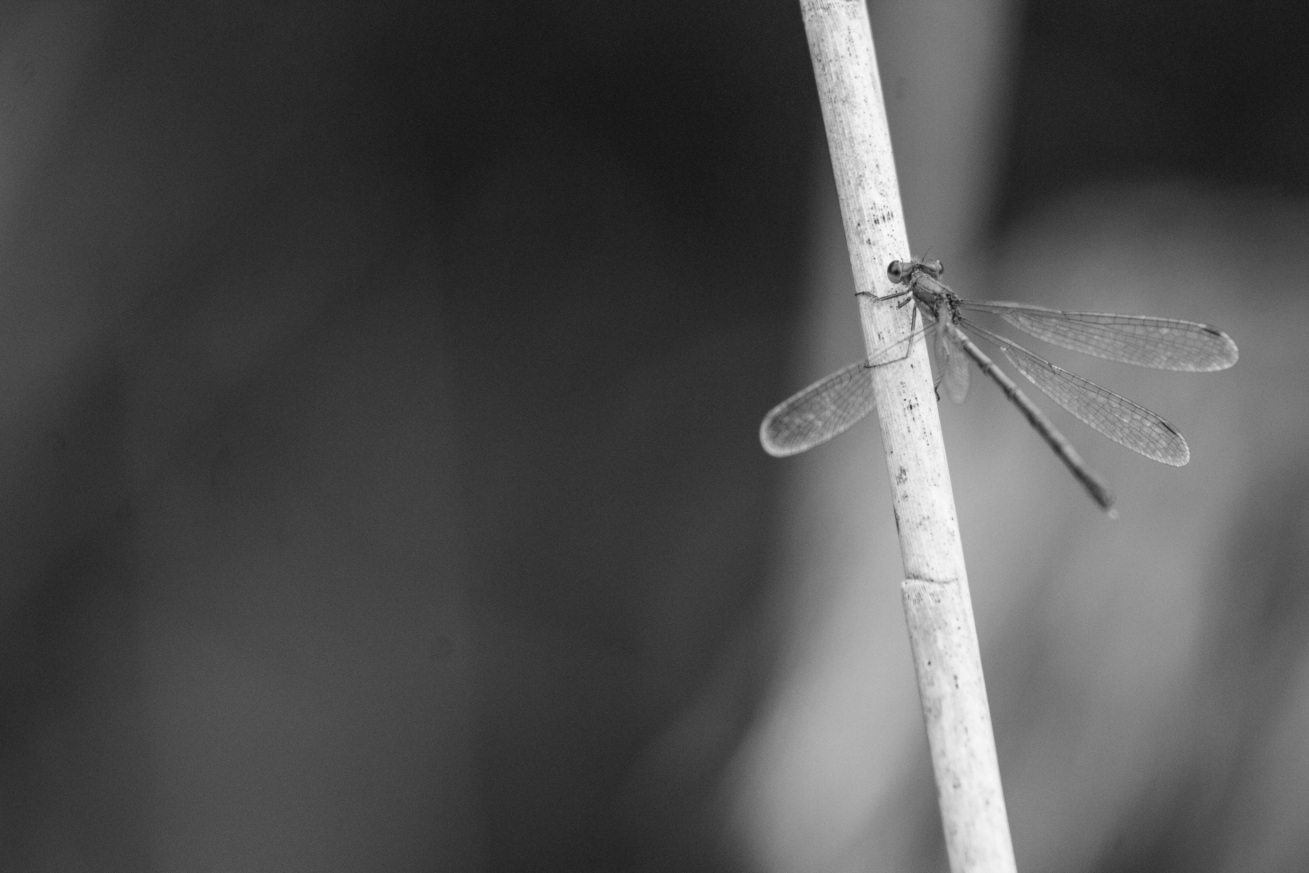 Silhouette of a Dragonfly on a slender reed