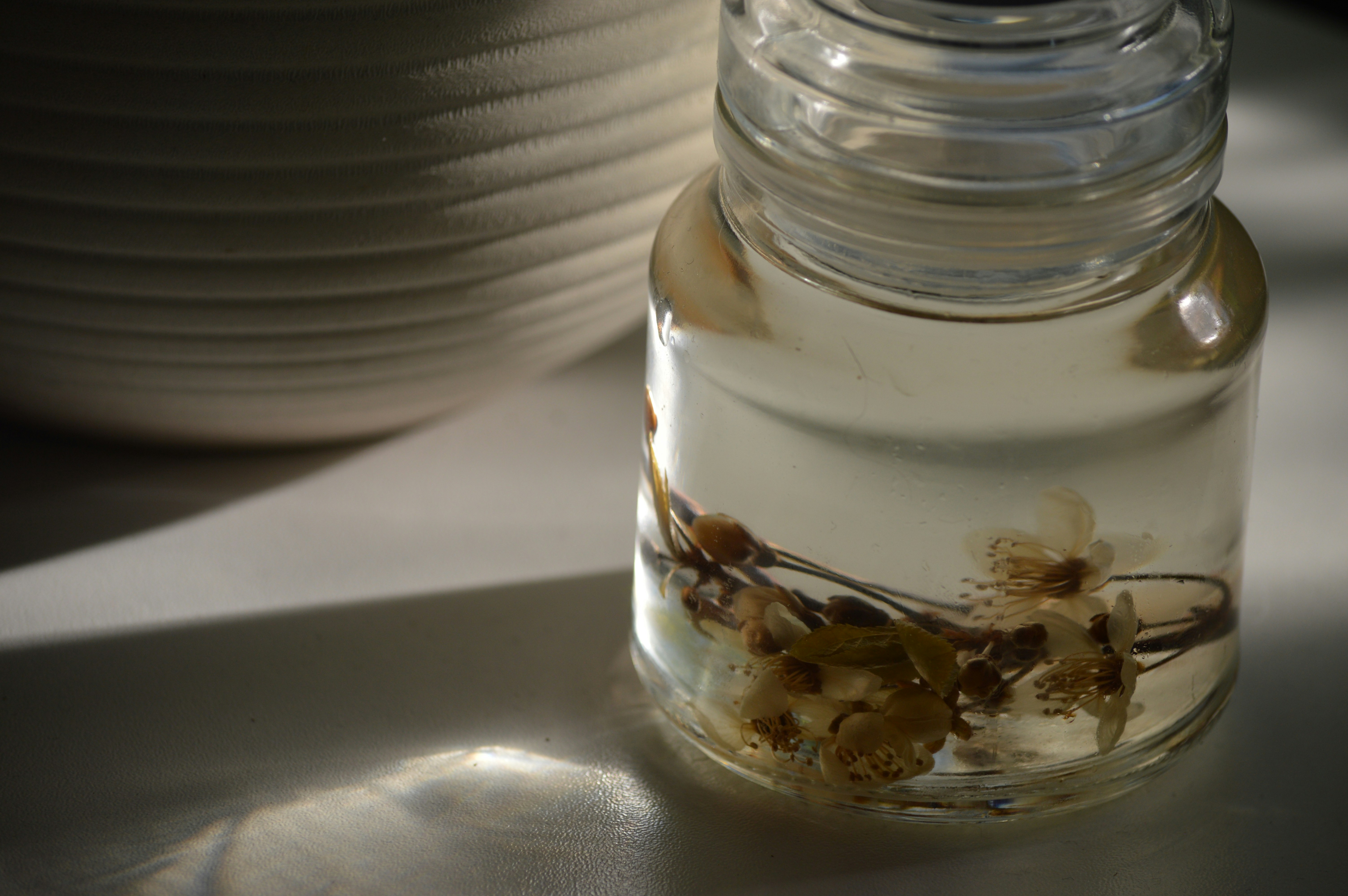 Glass Jar of Dried Flowers: Quiet Light on a Minimal Still Life