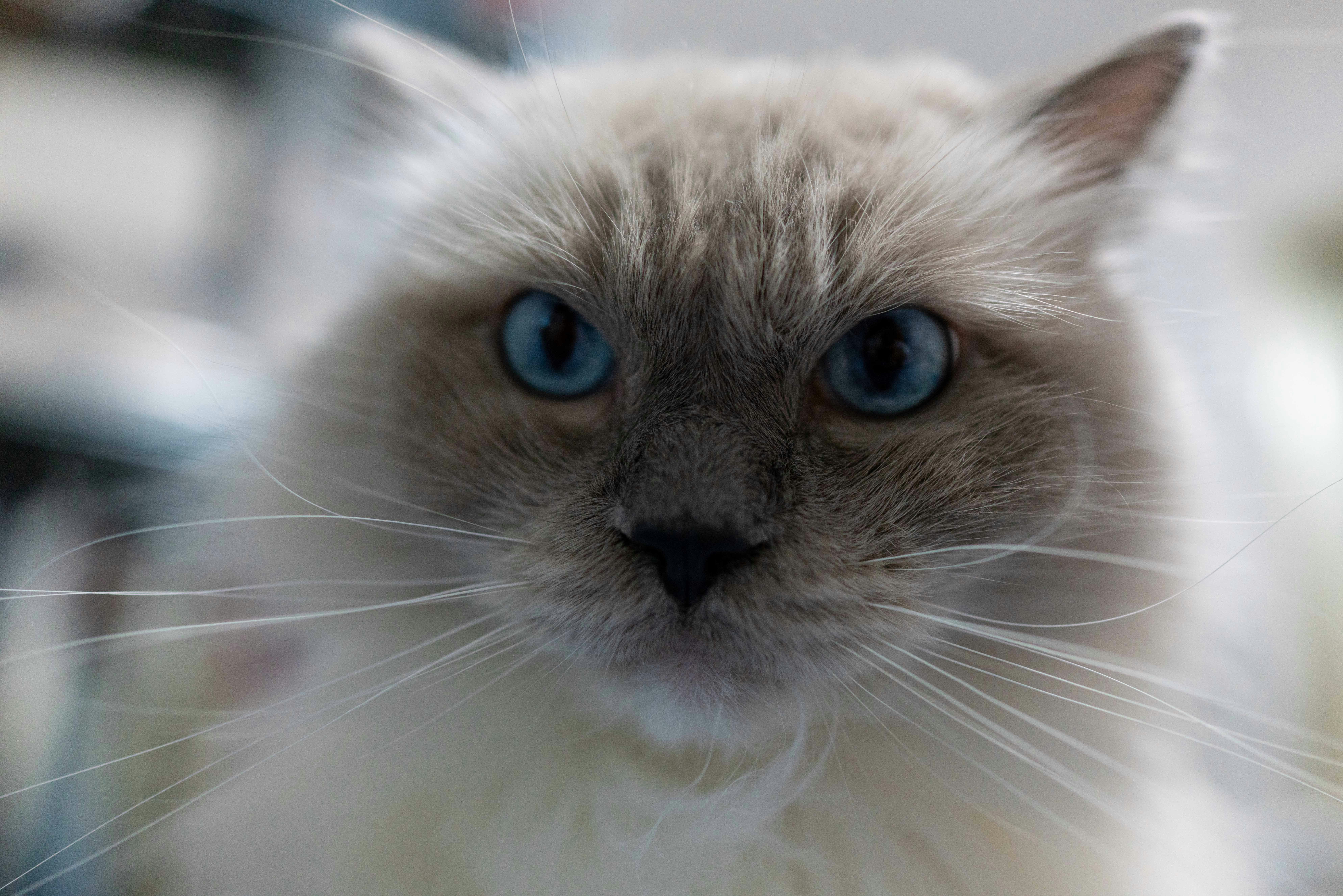 Azure Gaze: Close-Up of a Cat's Compelling Blue-Eyed Expression