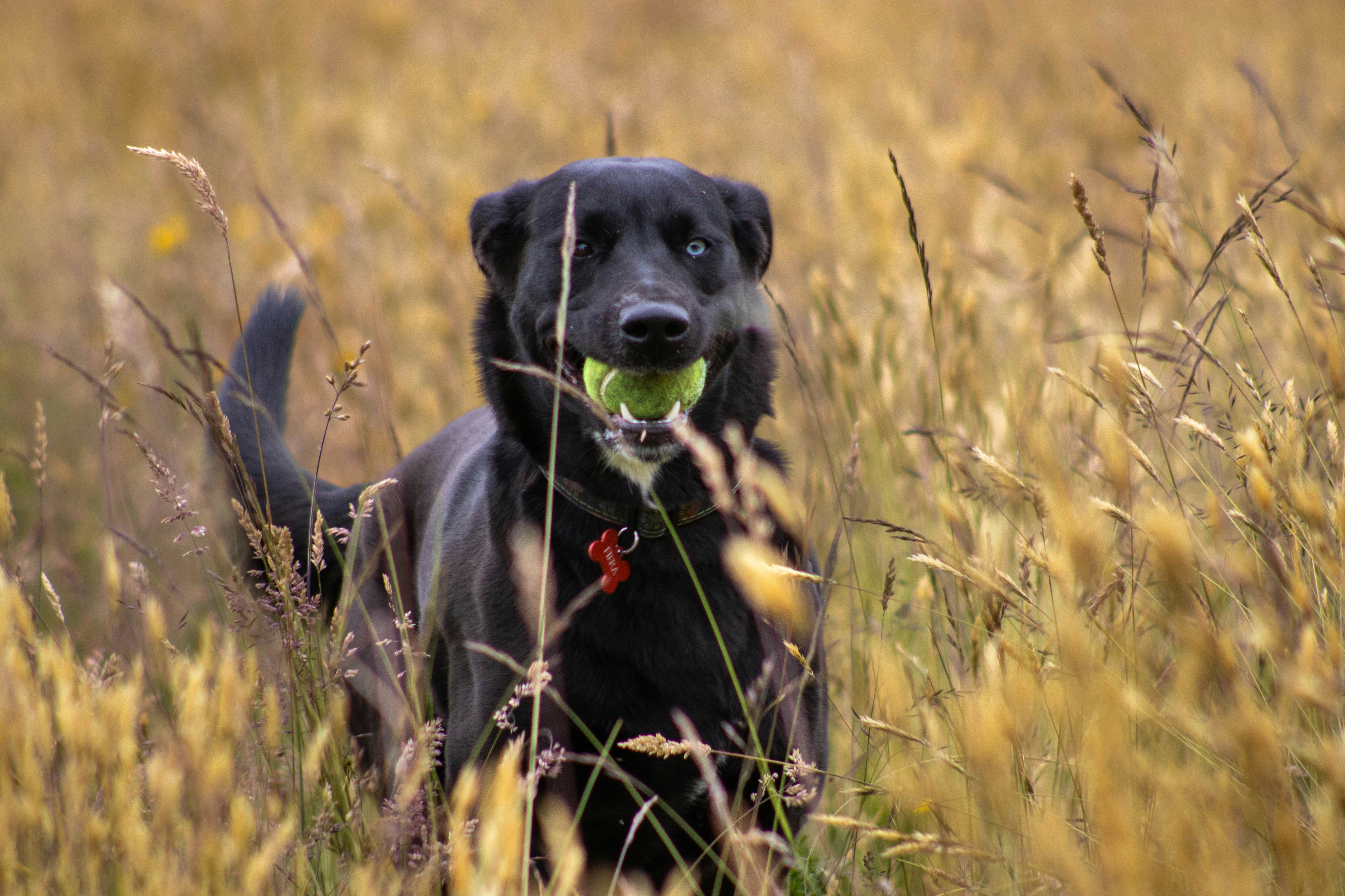 Black Dog in a Field of Golden Grass with Green Ball